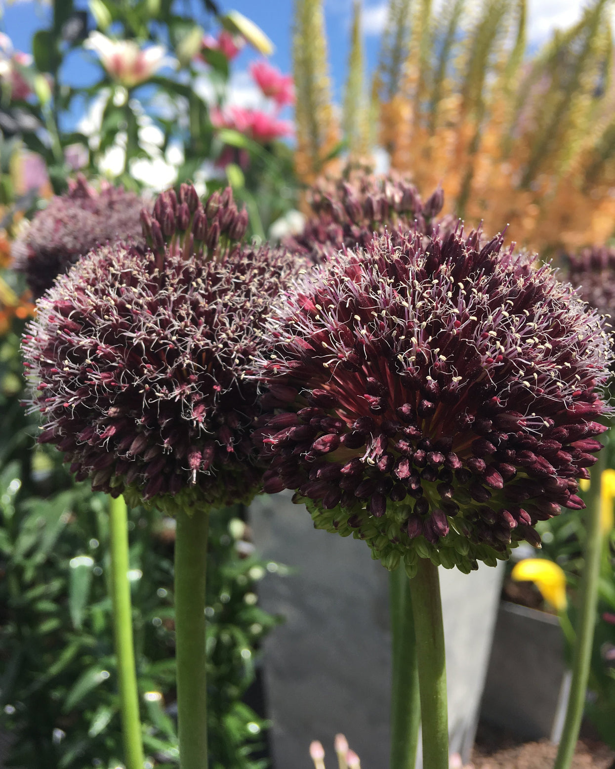 Allium 'Forelock' bulbs — Buy online at Farmer Gracy UK