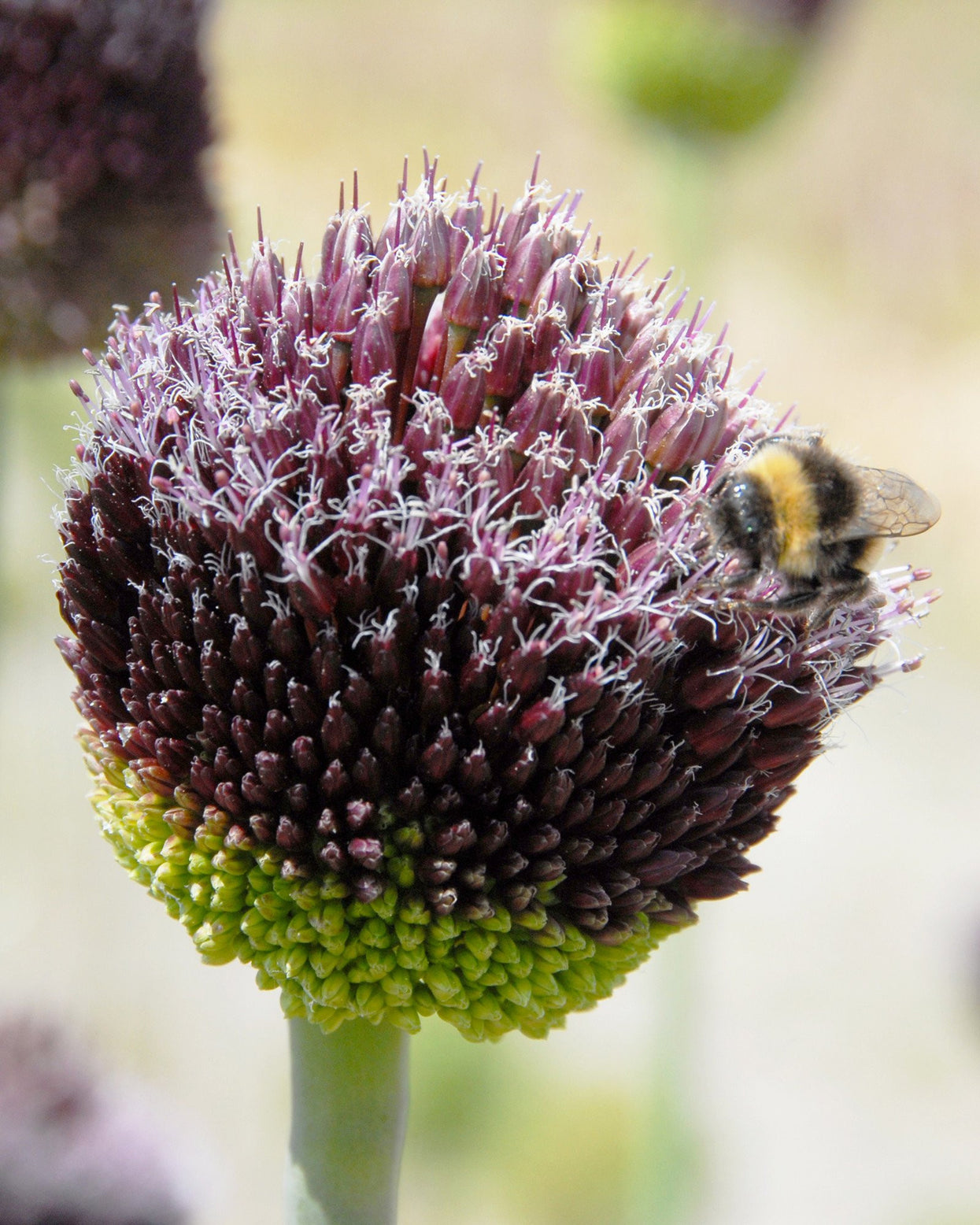 Allium 'Forelock' bulbs — Buy online at Farmer Gracy UK