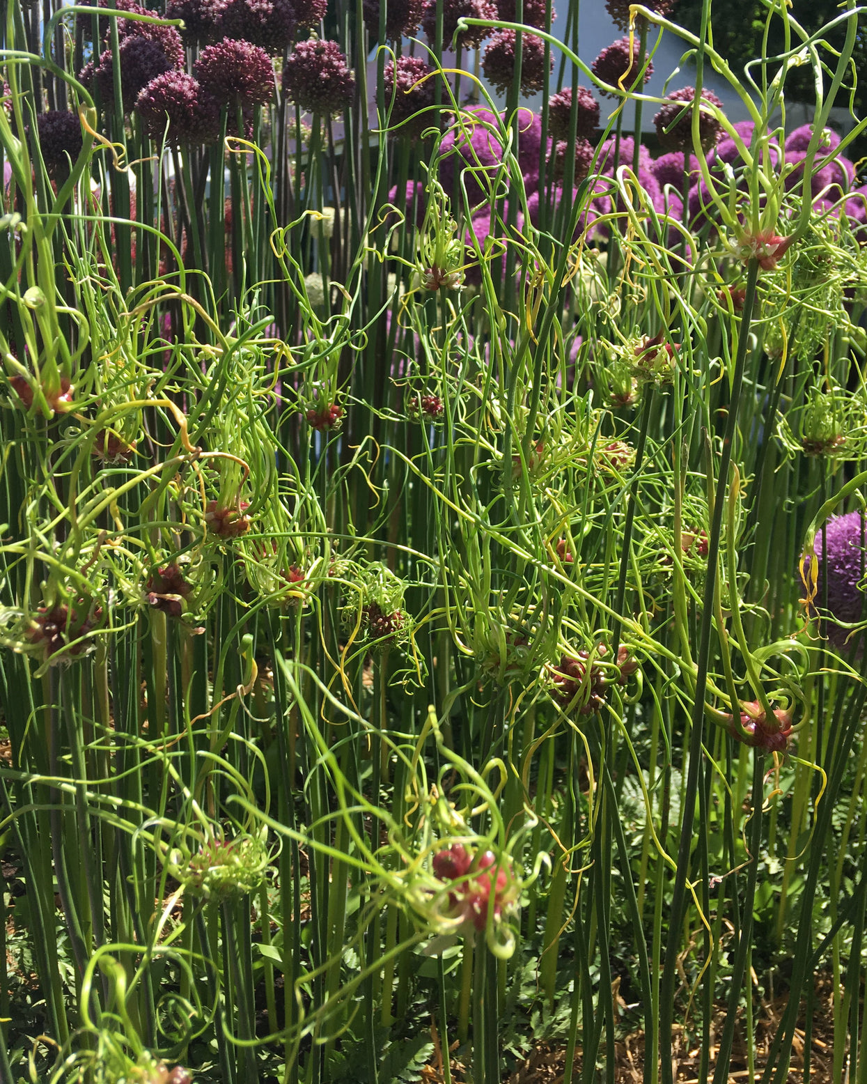Allium 'Hair' bulbs — Buy online at Farmer Gracy UK