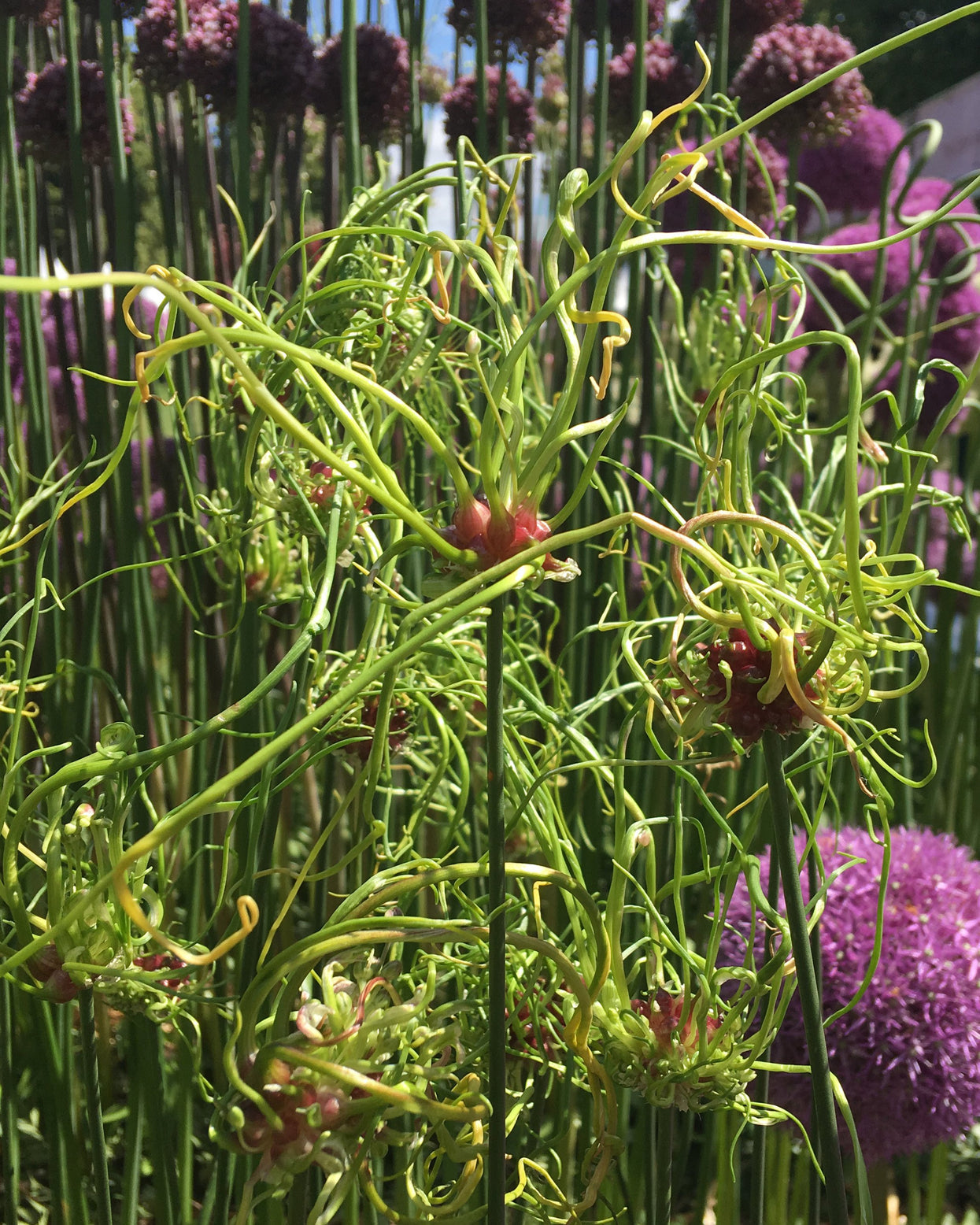 Allium 'Hair' bulbs — Buy online at Farmer Gracy UK