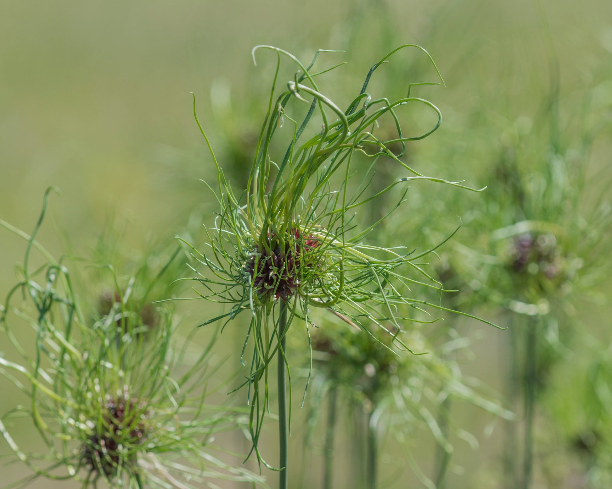 Allium 'Hair' bulbs — Buy online at Farmer Gracy UK