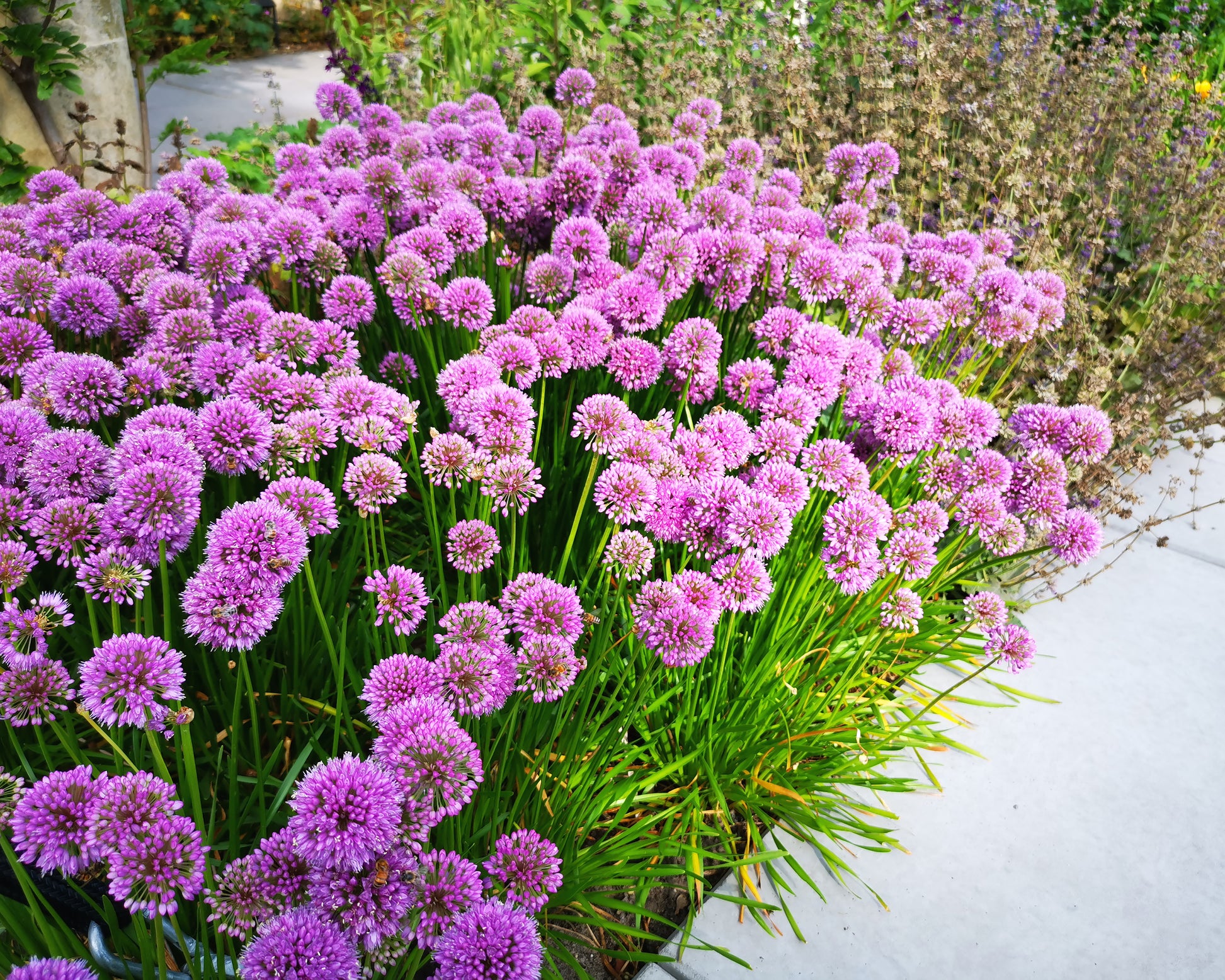 Allium 'Millenium' Bulbs | Buy online at Farmer Gracy UK