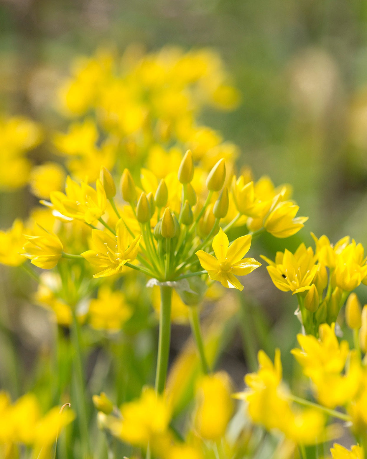 Allium moly bulbs | Buy online at Farmer Gracy UK
