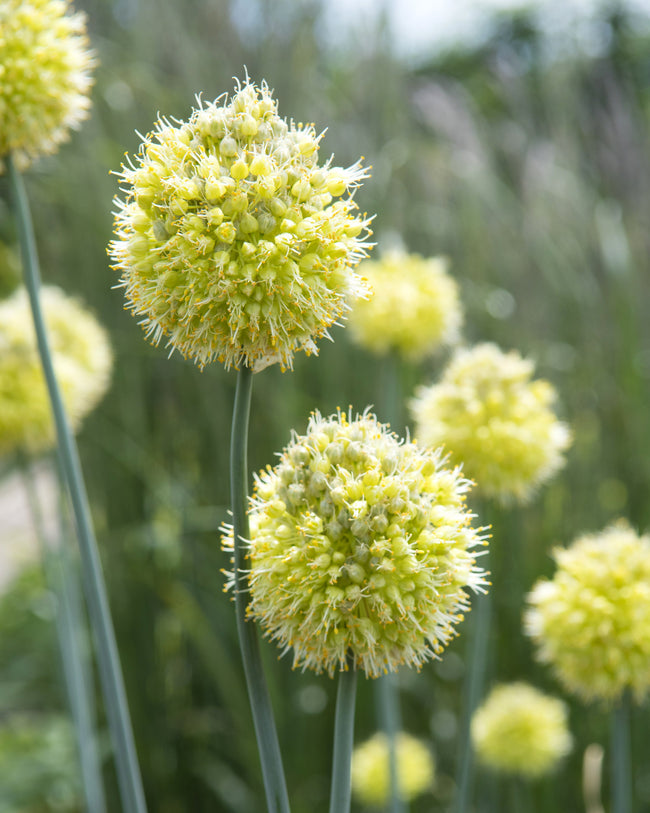Allium atropurpureum bulbs — Buy online at Farmer Gracy UK