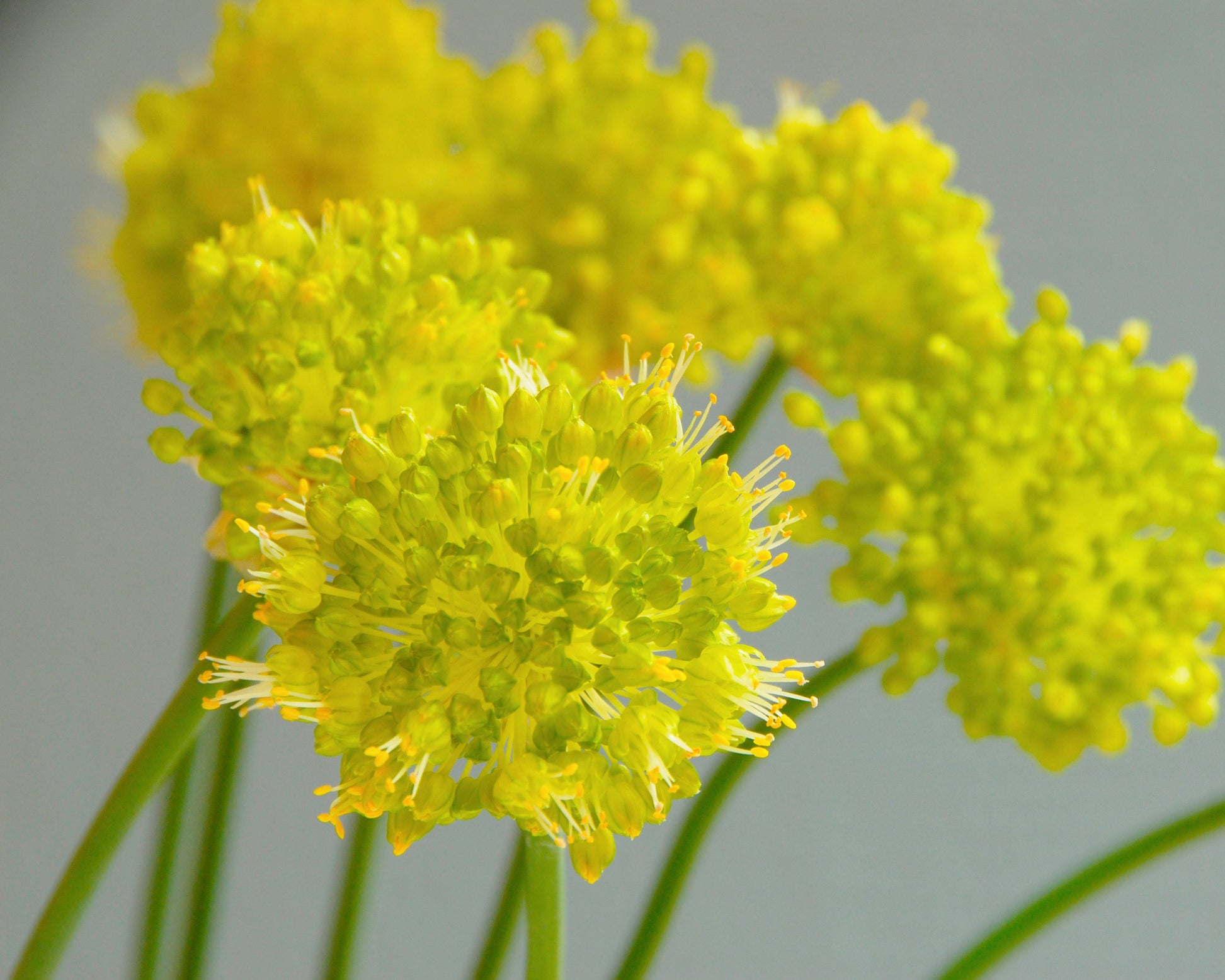 Allium obliquum bulbs — Buy online at Farmer Gracy UK
