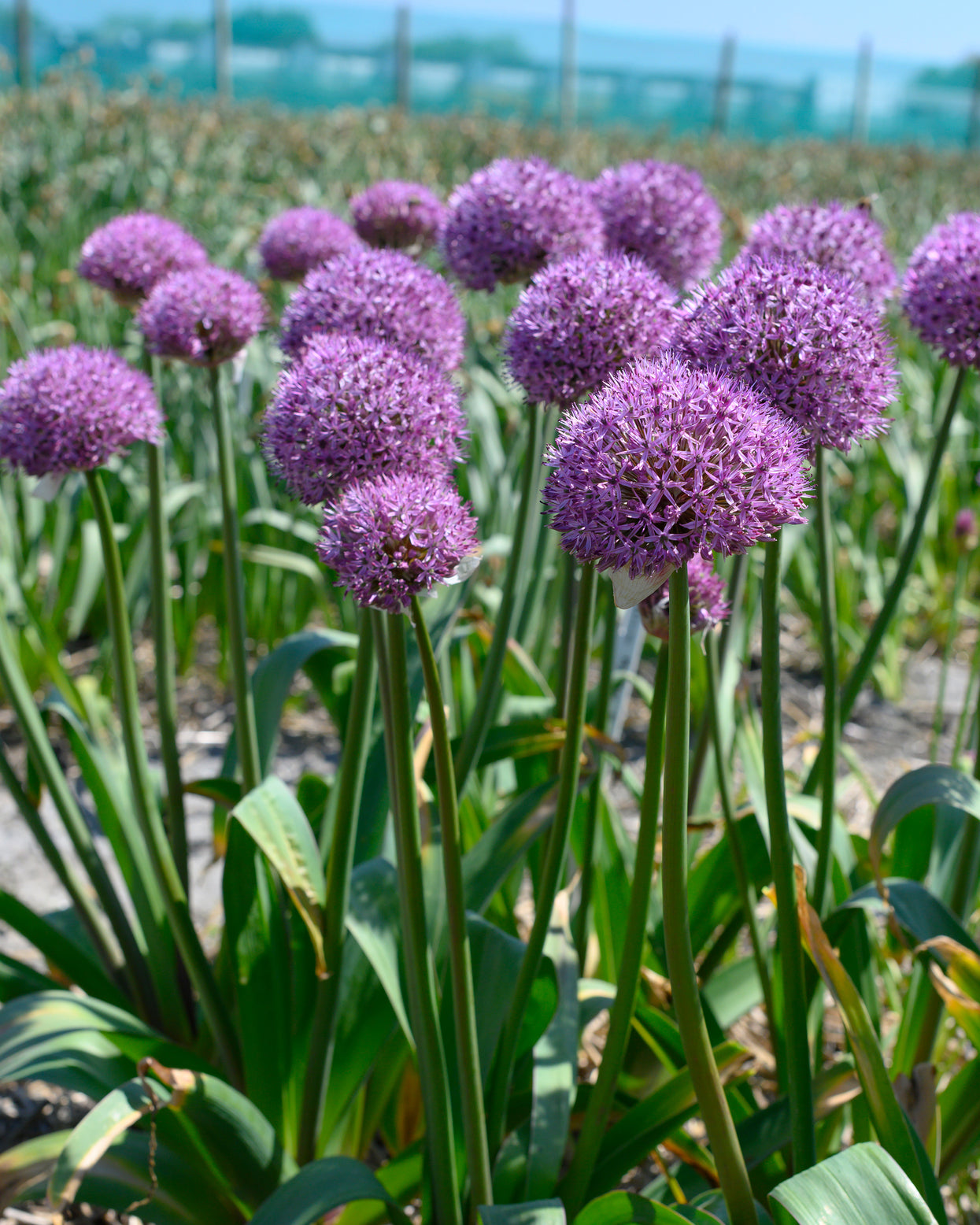 Allium 'Party Balloons' bulbs | Buy online at Farmer Gracy UK