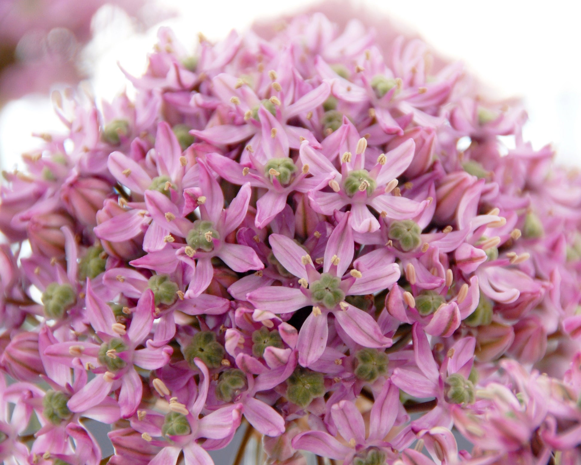 Allium nigrum 'Pink Jewel' bulbs | Buy pink Alliums online at Farmer ...