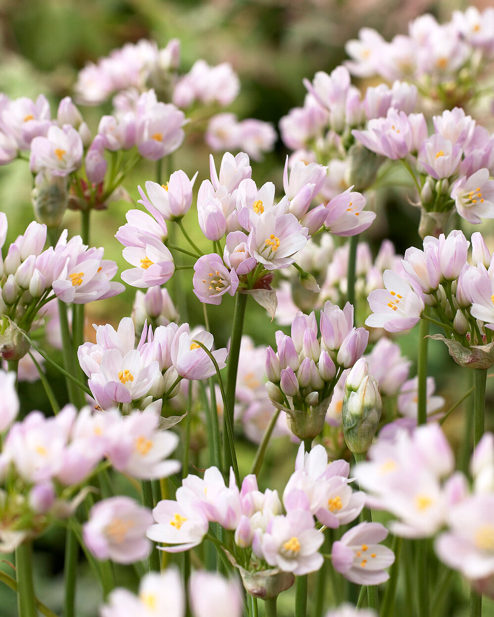 Allium roseum bulbs — Buy rosy-flowered garlic online at Farmer Gracy UK