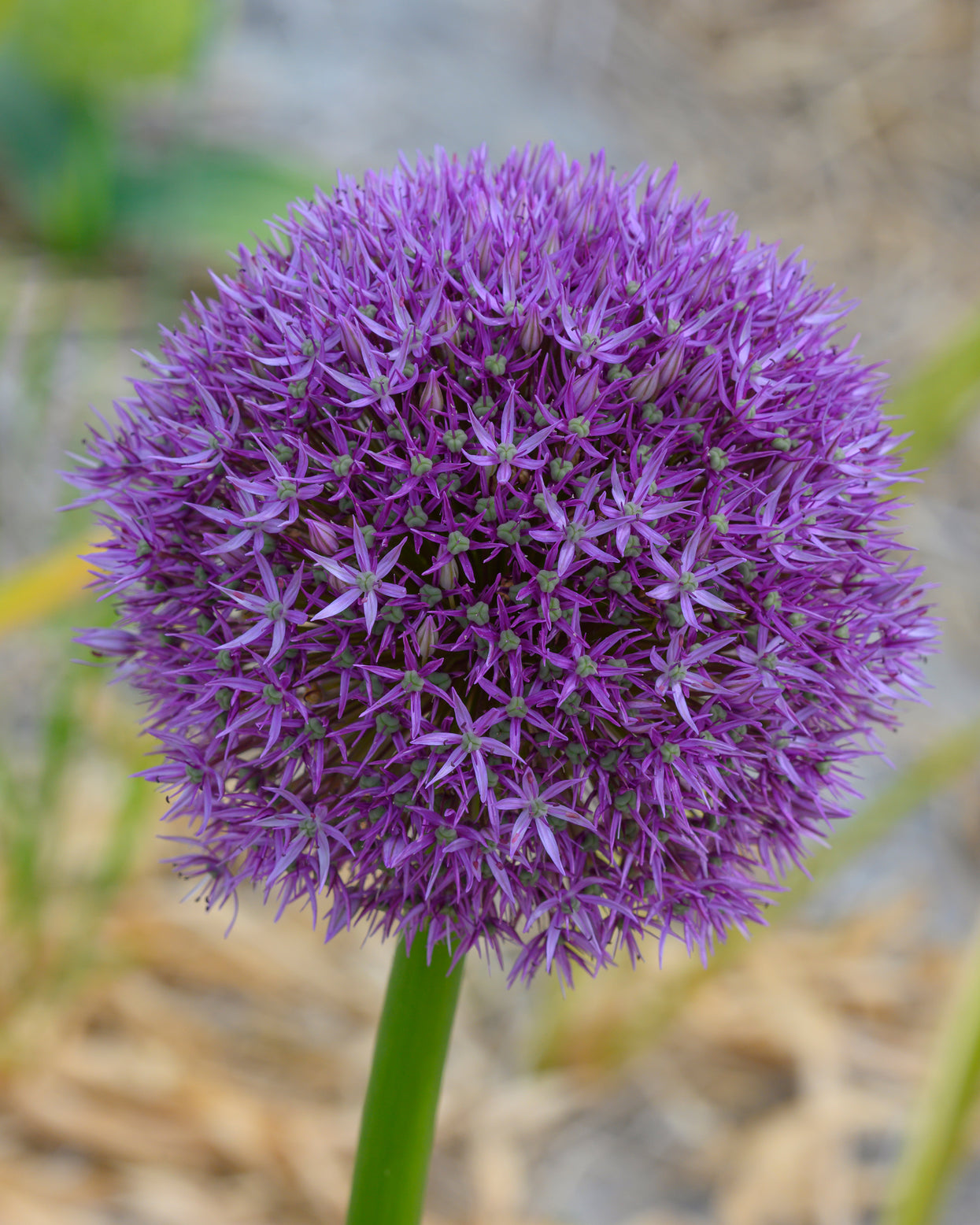 Allium 'Round 'n' Purple' bulbs — Buy online at Farmer Gracy UK