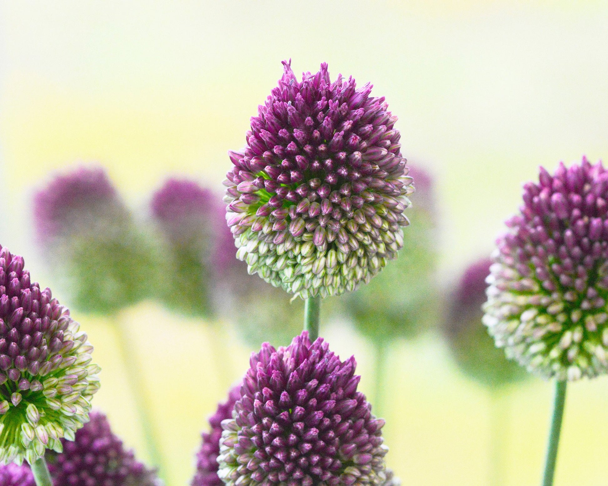 Allium sphaerocephalon ('Drumsticks') bulbs — Buy online at Farmer Gracy UK