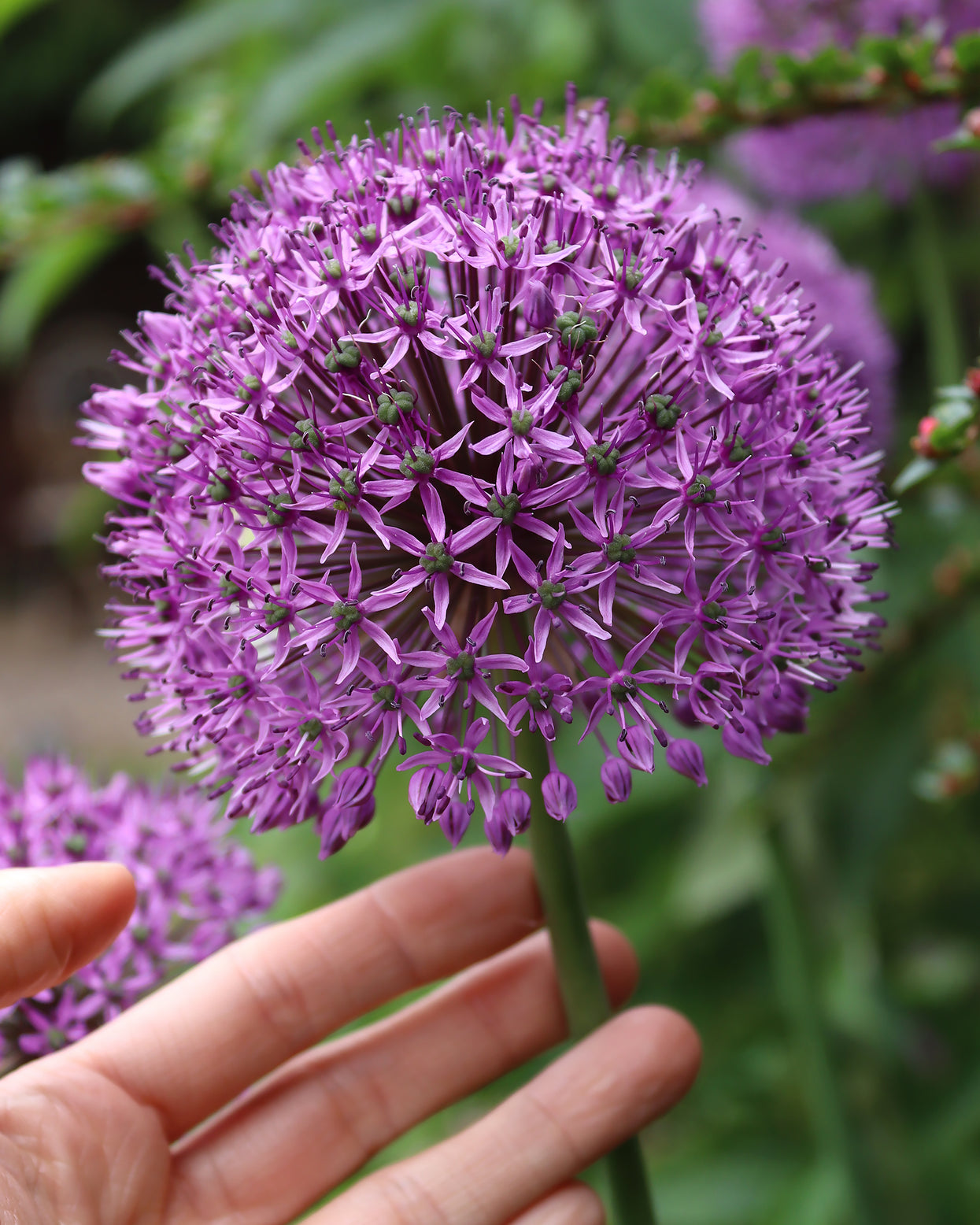 Allium 'Statos' bulbs | Buy online at Farmer Gracy UK