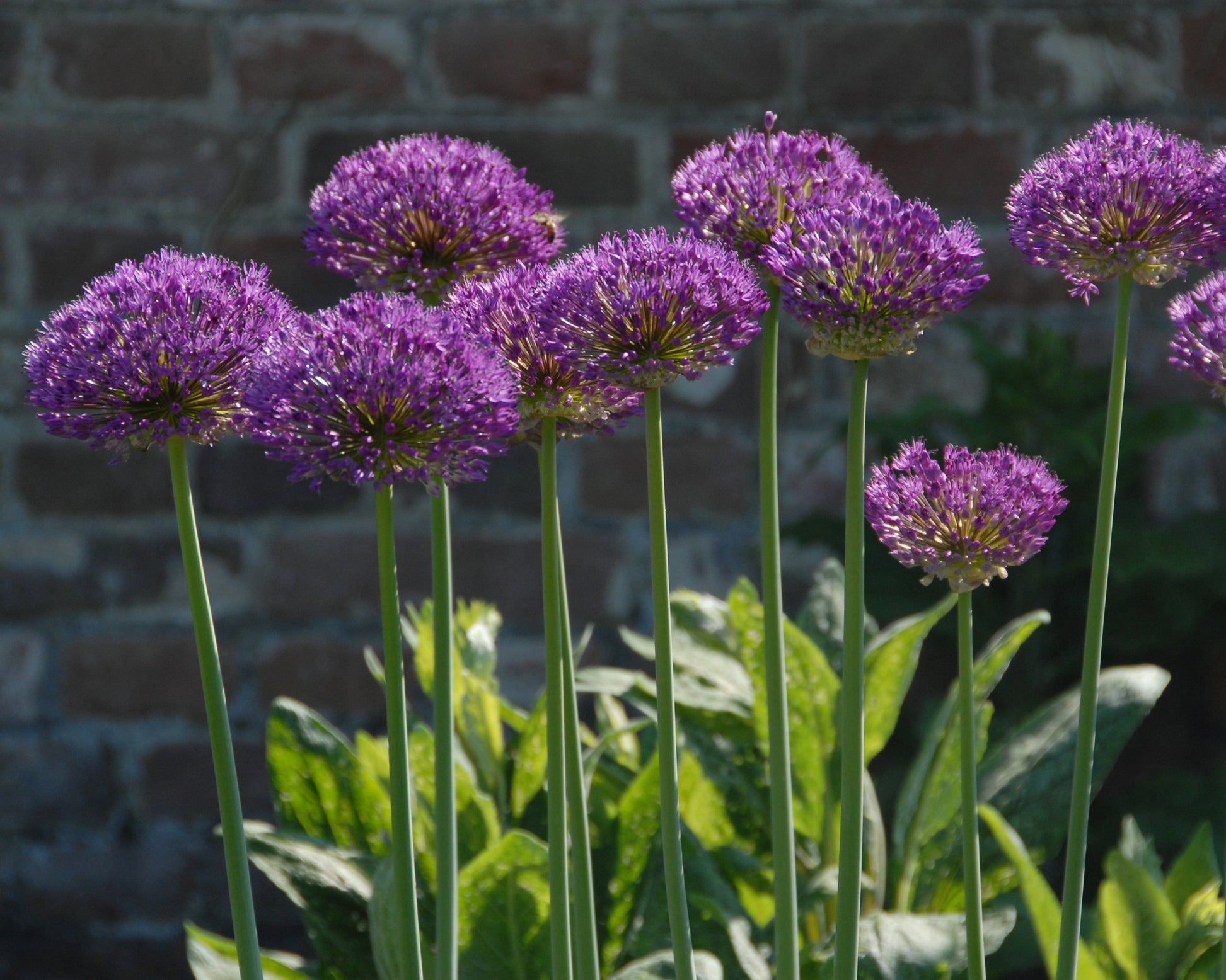 Allium 'Statos' bulbs — Buy online at Farmer Gracy UK