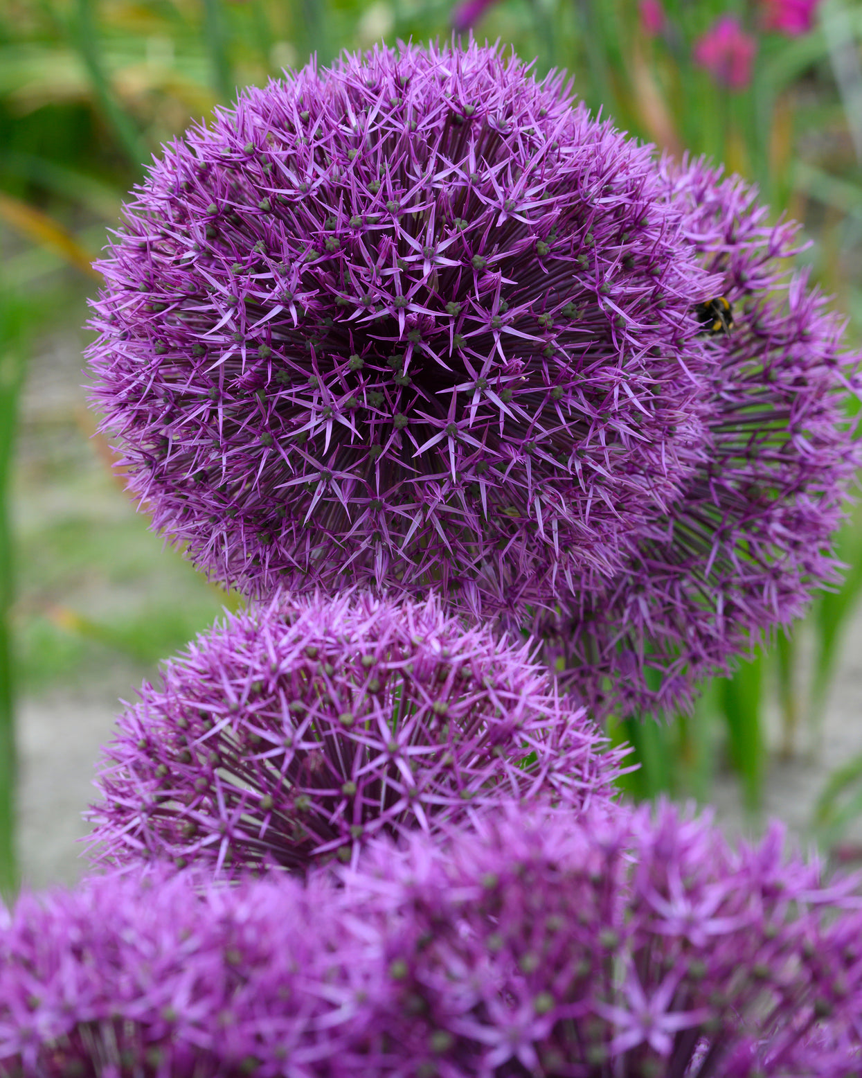 Allium 'Universe' bulbs | Buy big alliums online at Farmer Gracy UK