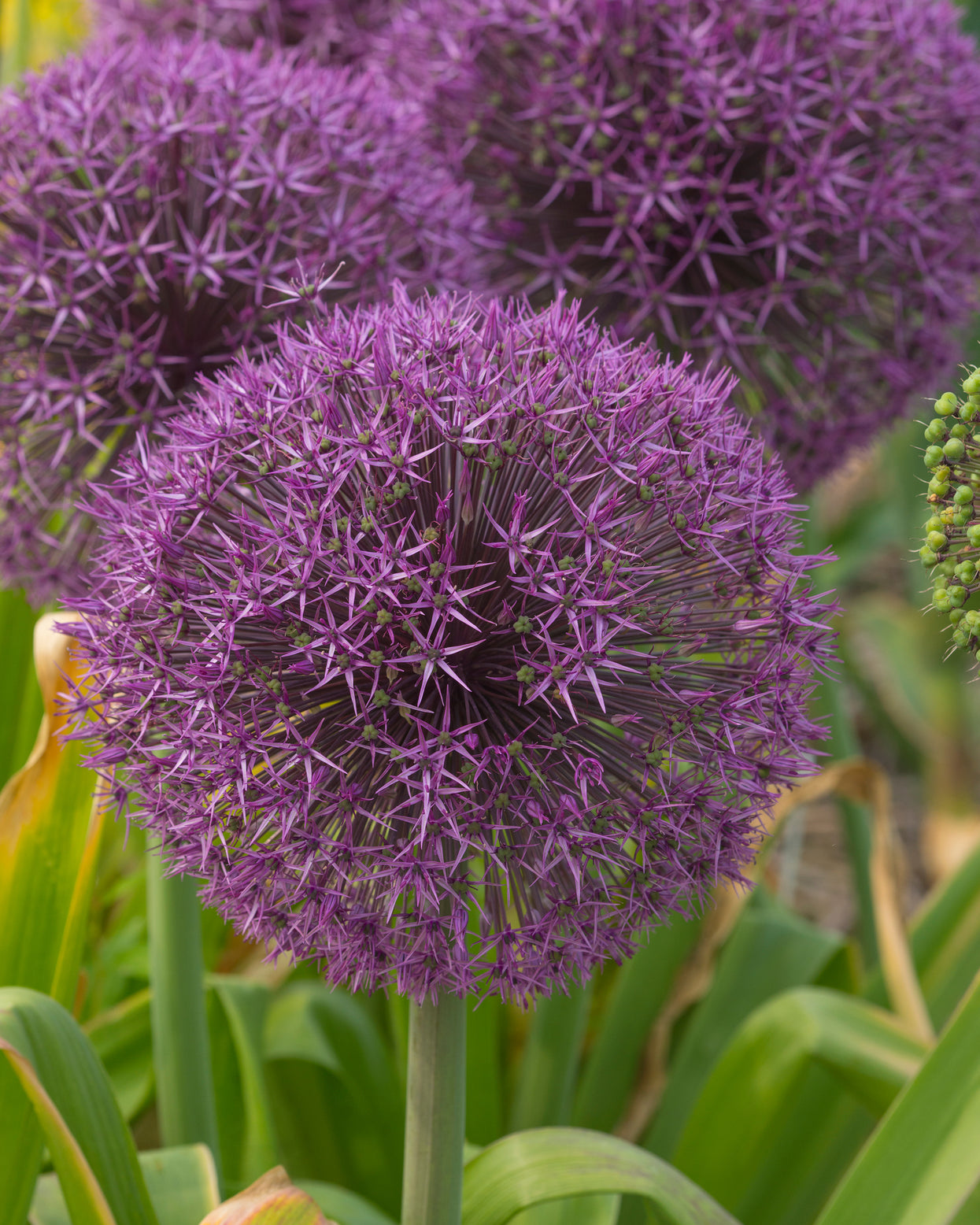Allium 'Universe' bulbs — Buy big alliums online at Farmer Gracy UK
