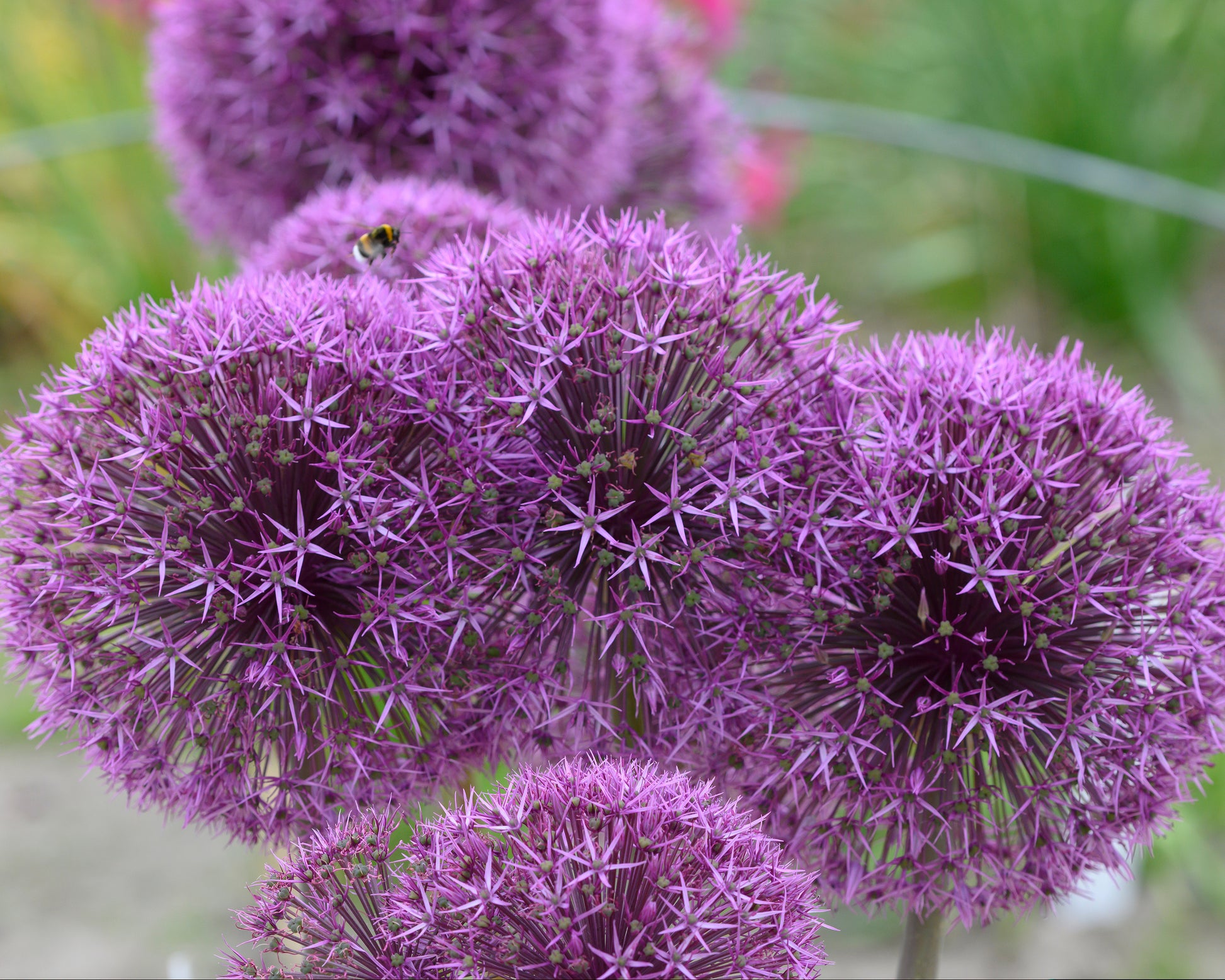 Allium 'Universe' bulbs — Buy big alliums online at Farmer Gracy UK