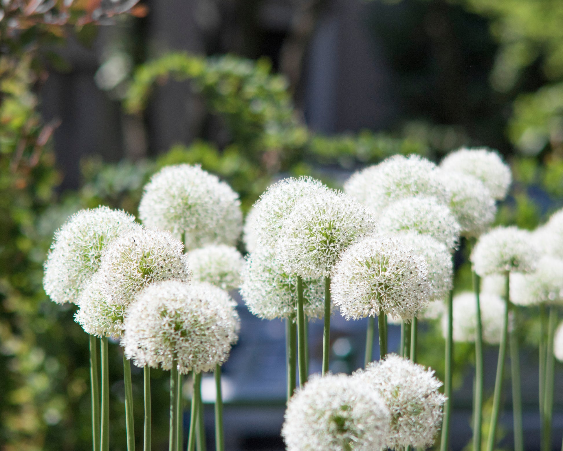 Allium stipitatum 'White Giant' bulbs | Buy online at Farmer Gracy UK