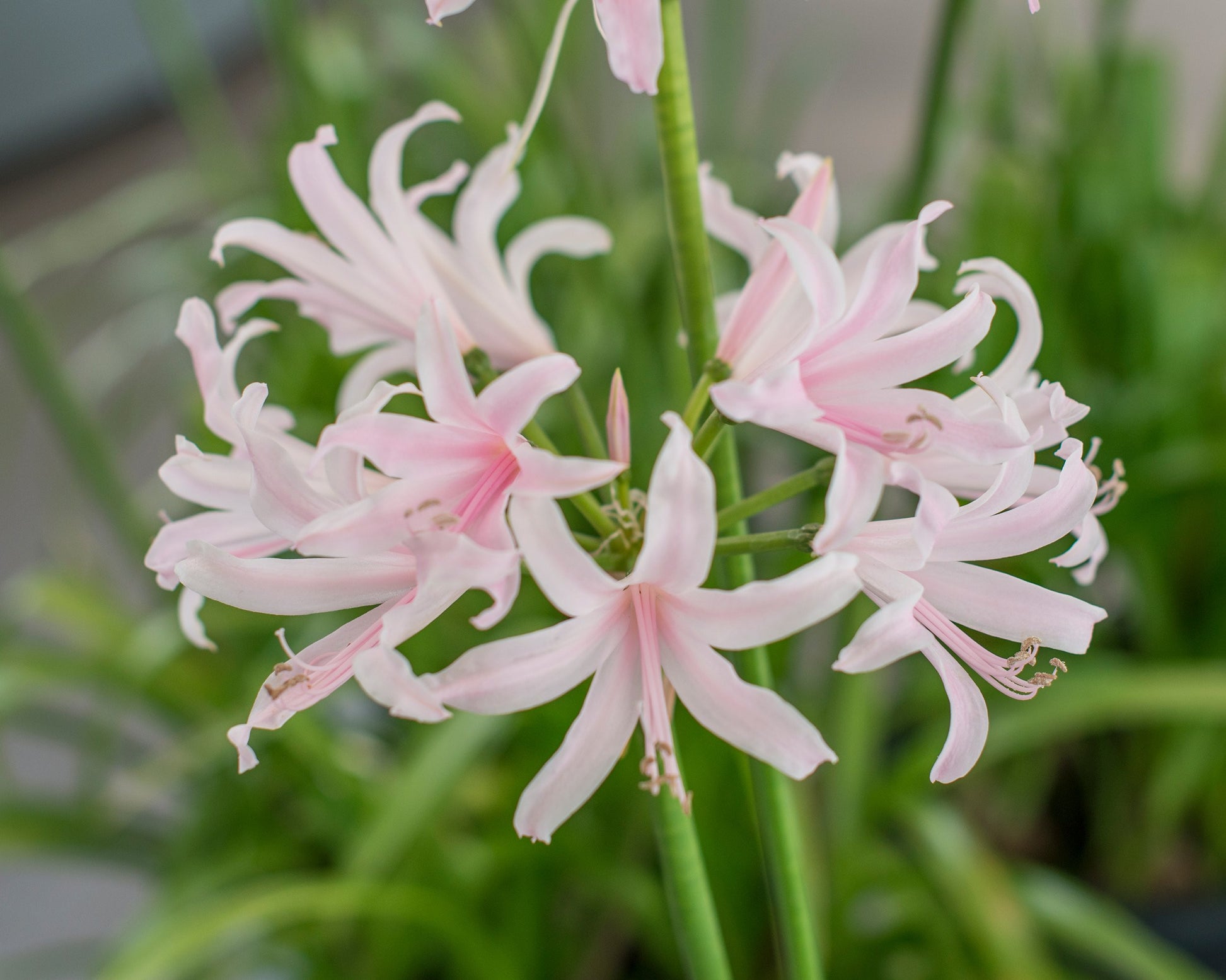Amarine belladiva 'Emanuelle' | Buy pinkish white Amarine lilies online ...
