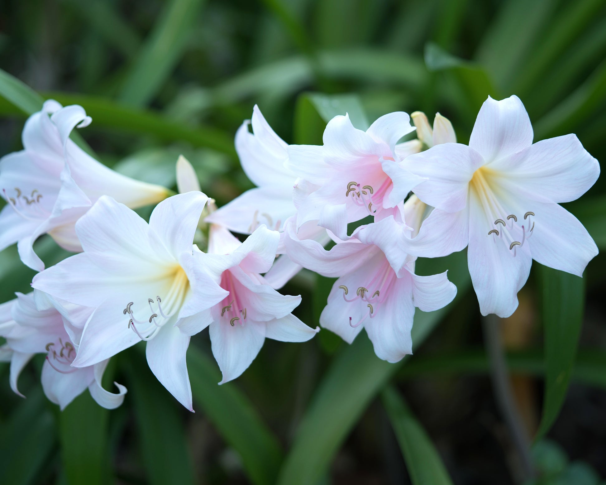 Amaryllis belladonna 'Alba' Bulbs — Buy 'White Naked Ladies' bulbs ...