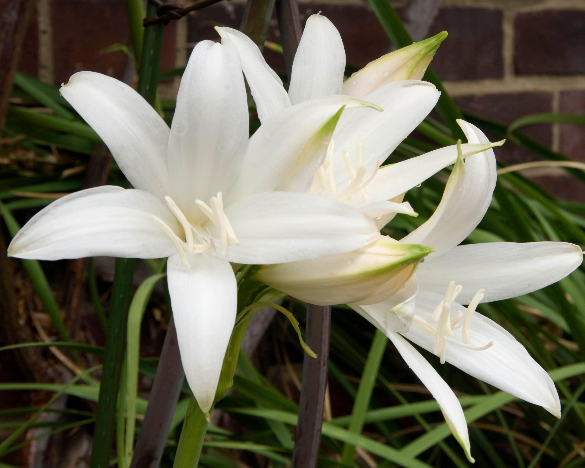 Amaryllis belladonna 'Alba' Bulbs — Buy 'White Naked Ladies' bulbs ...