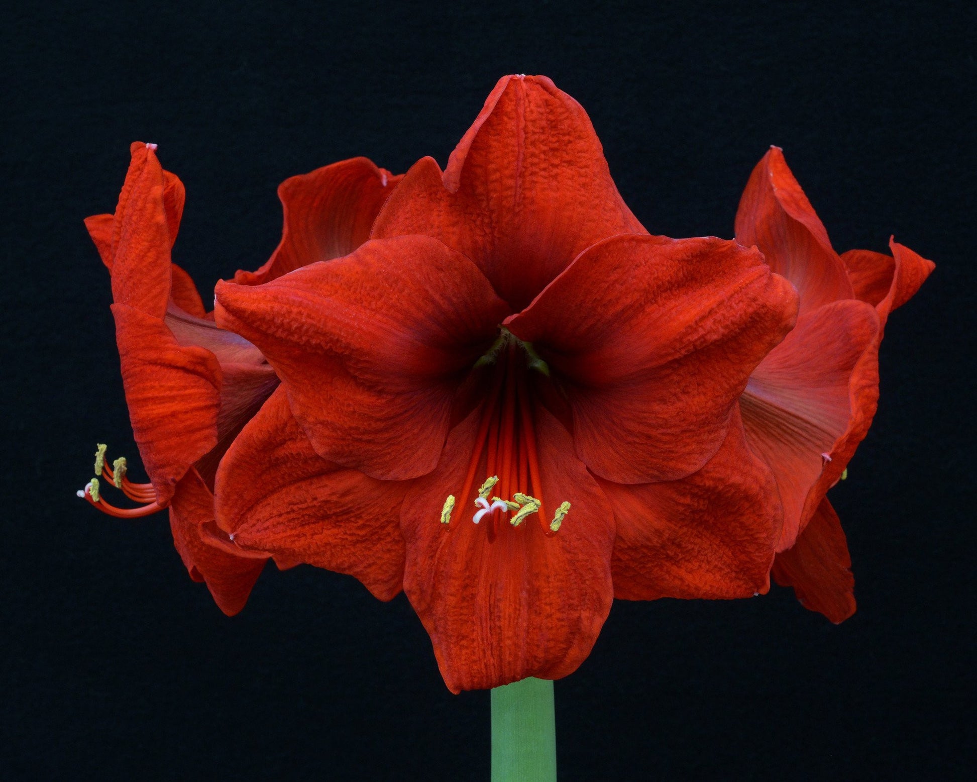 Amaryllis 'Red Lion' bulbs — Buy red Hippeastrum online at Farmer Gracy UK