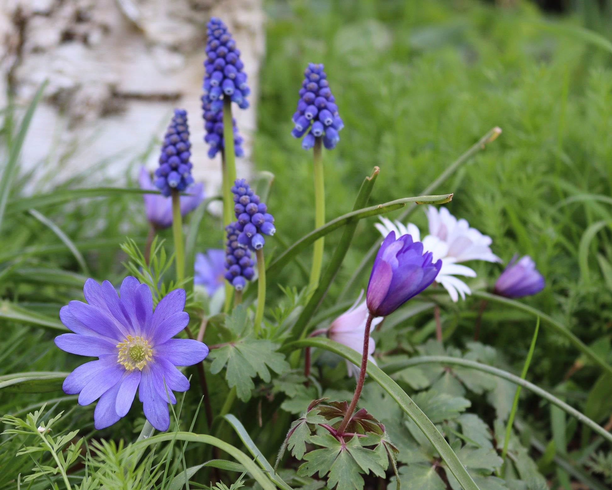 Anemone blanda 'Blue Shades' bulbs — Buy blue 'Grecian Windflowers ...