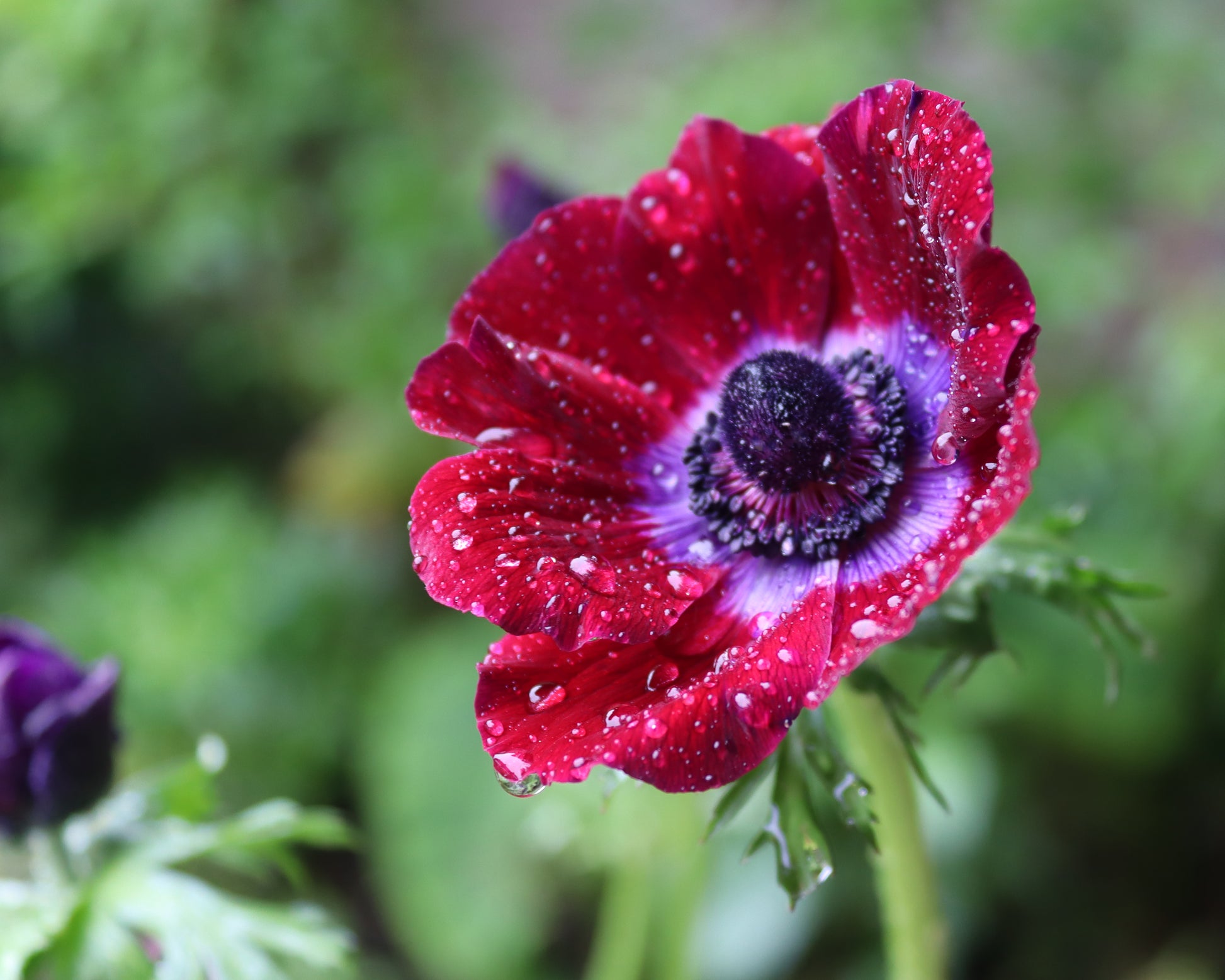 Italian Anemone 'Mistral® Bordeaux' — Buy online at Farmer Gracy UK