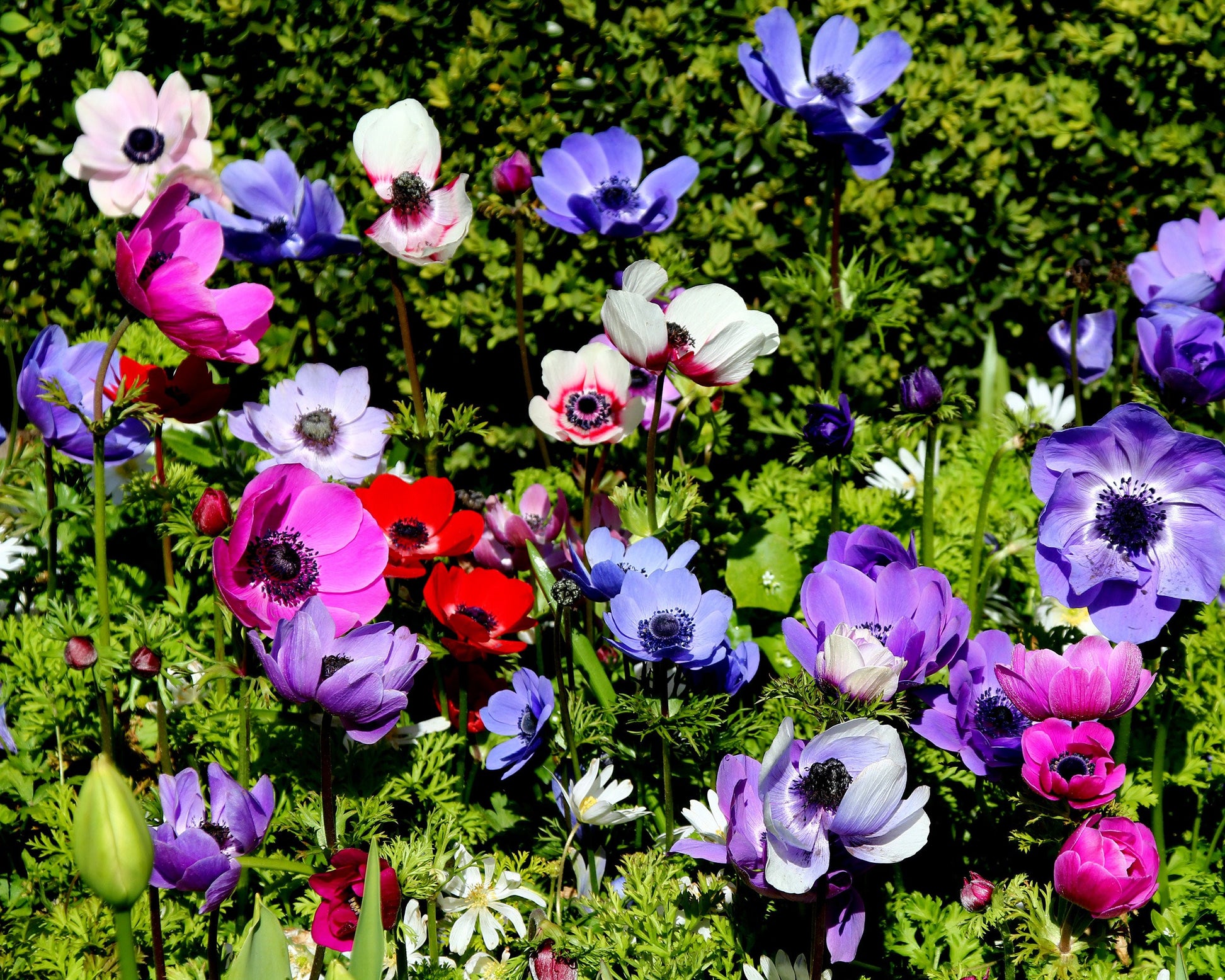 Anemone coronaria 'De Caen' bulbs | Buy mixed poppy anemones online at ...