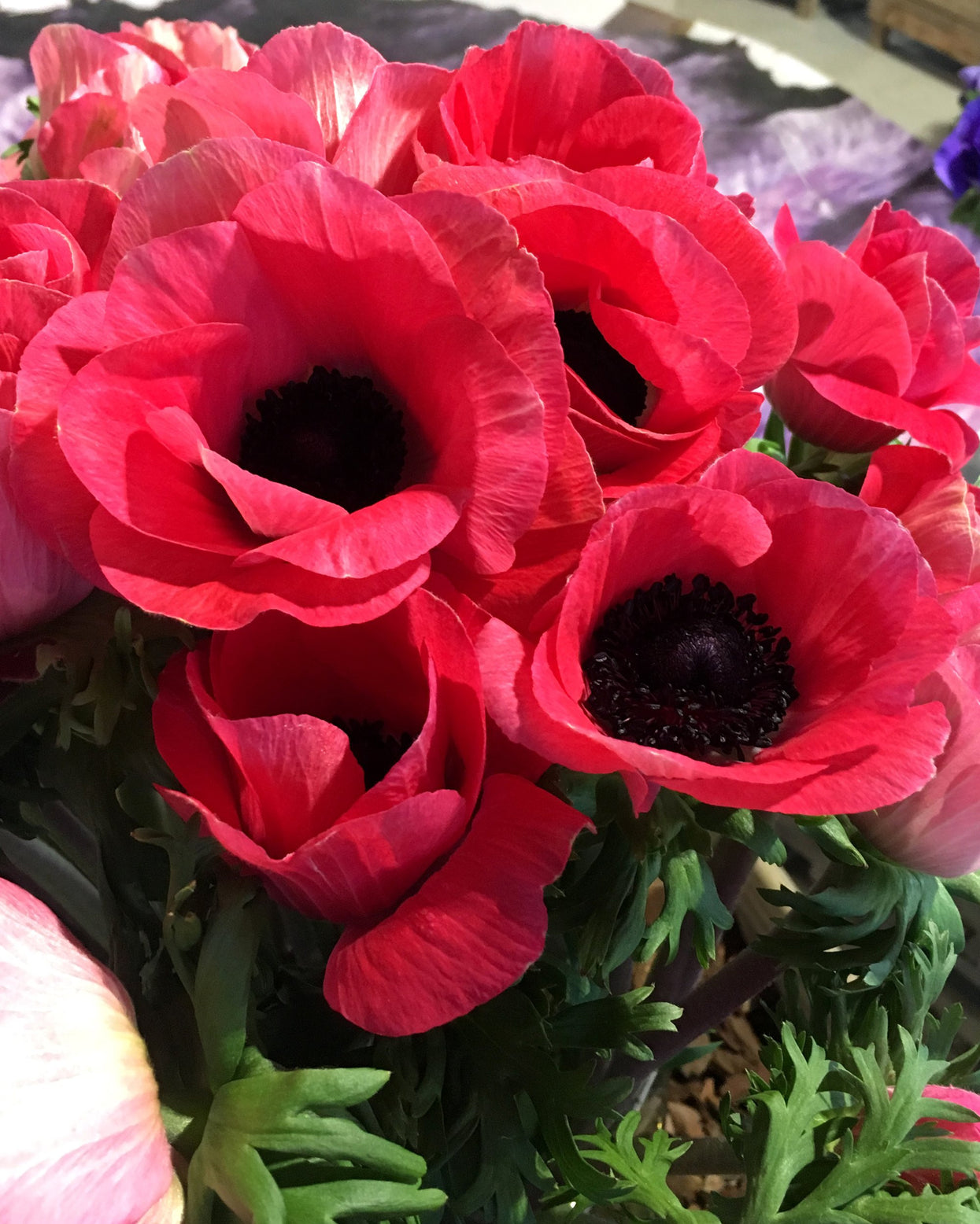 Italian Anemone 'Mistral® Rosa Shocking' — Buy online at Farmer Gracy UK