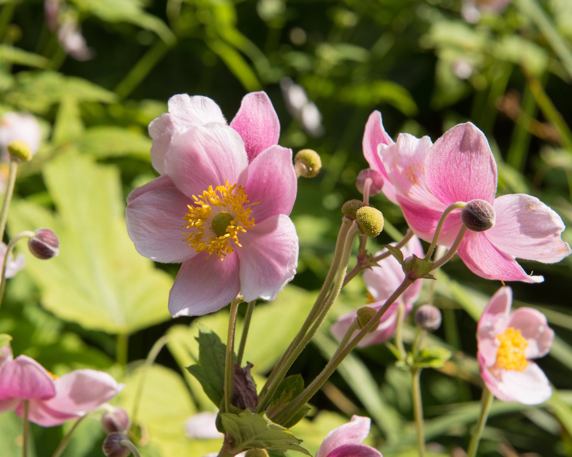 Anemone × hybrida 'September Charm' bare roots | Buy pink Japanese ...