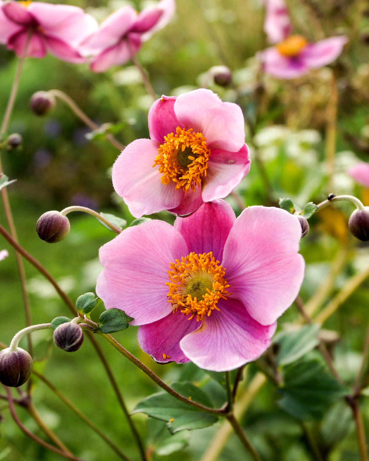 Anemone × hybrida 'September Charm' bare roots — Buy pink Japanese ...