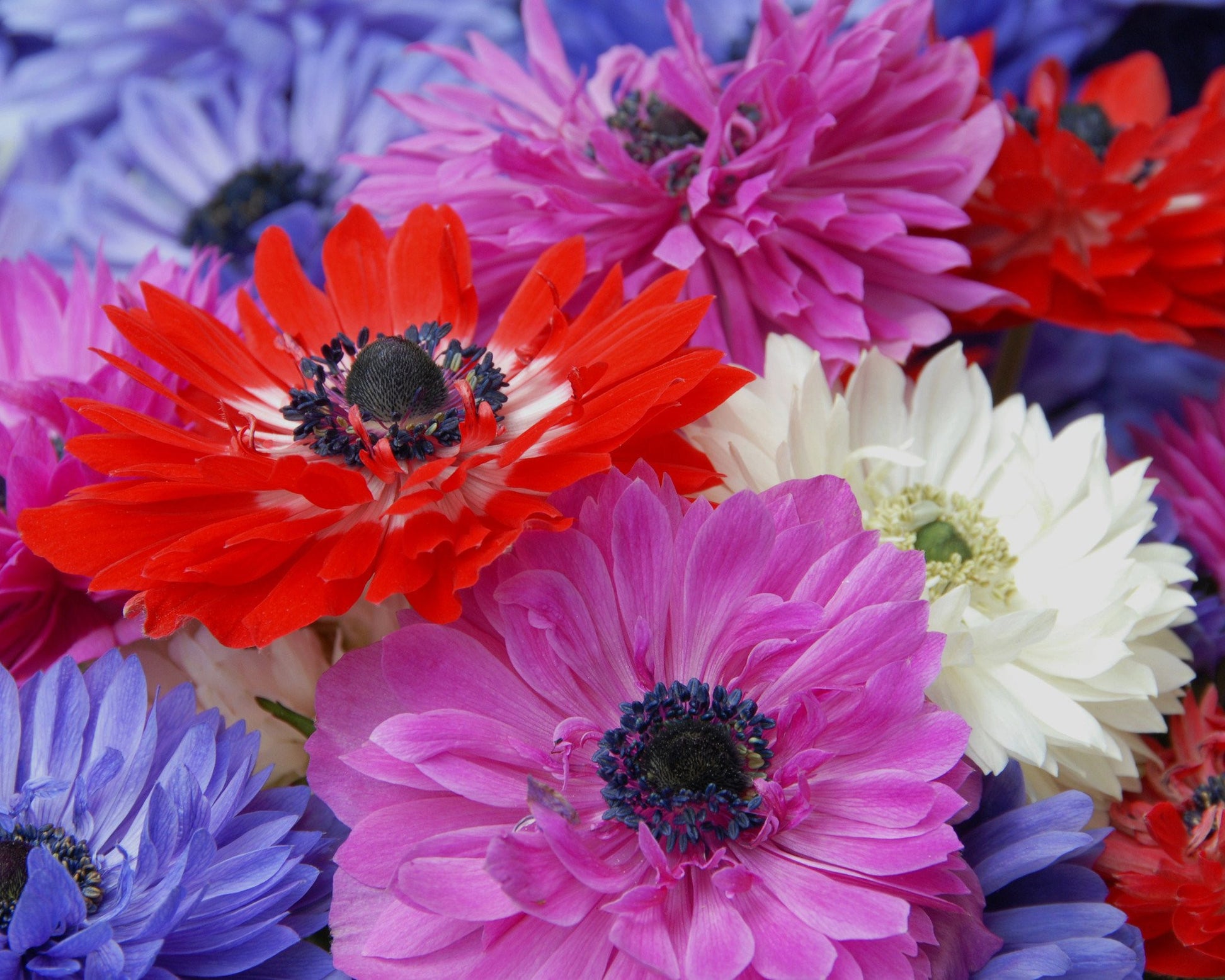 Anemone 'St Brigid' Bulbs | Buy online at Farmer Gracy UK