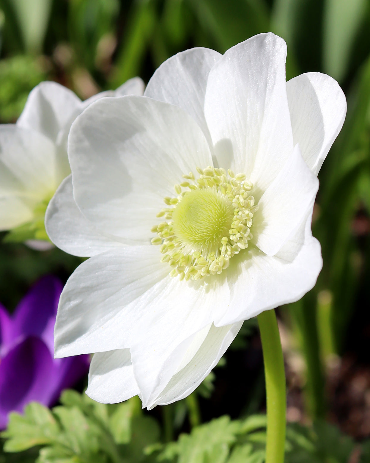 Anemone coronaria 'The Bride' (White) bulbs — Buy online at Farmer Gracy UK