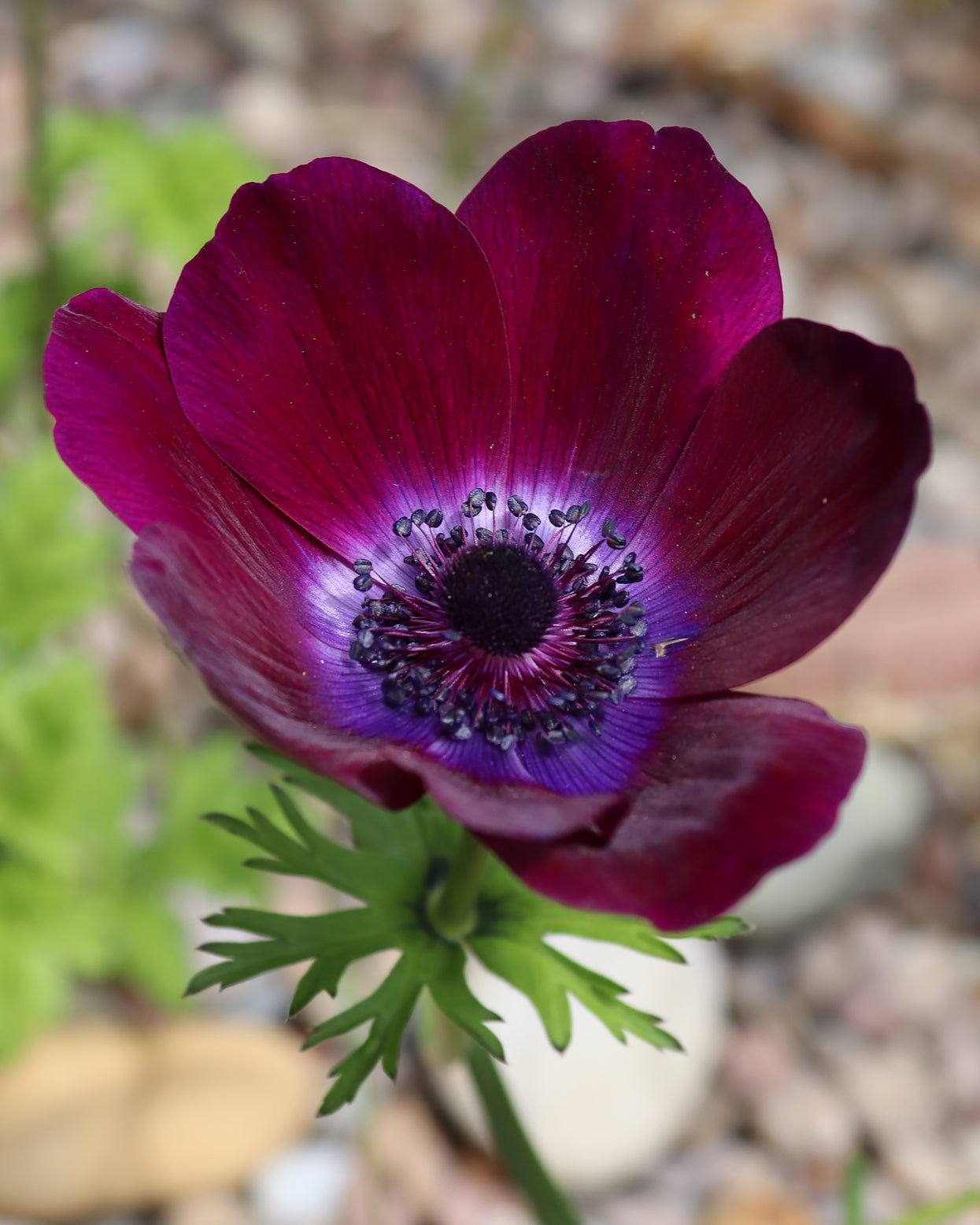 Italian Anemone 'Mistral® Vinato' — Buy online at Farmer Gracy UK