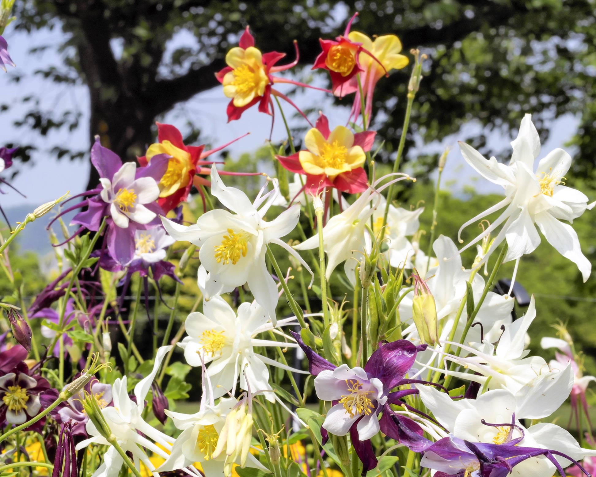 Aquilegia 'Columbine Mix' bare roots | Buy mixed 'Granny's Bonnets ...