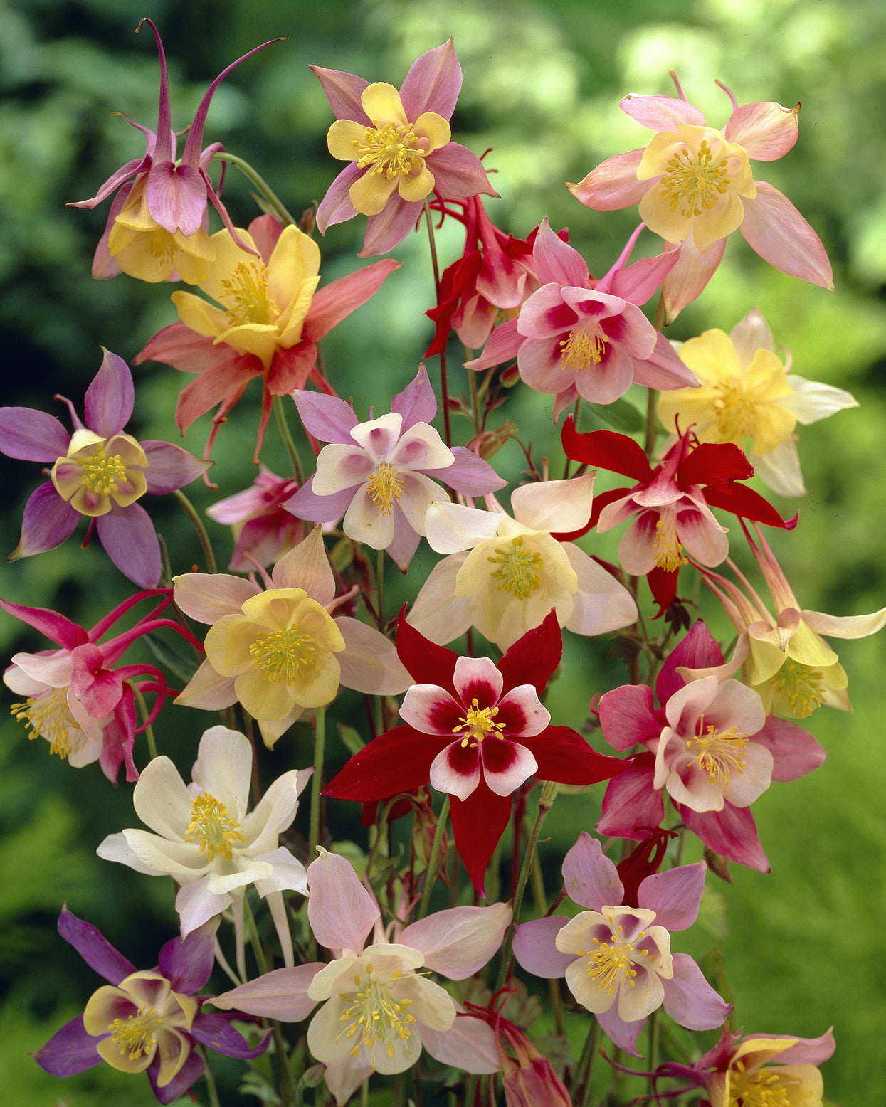Aquilegia 'Columbine Mix' bare roots | Buy mixed 'Granny's Bonnets ...