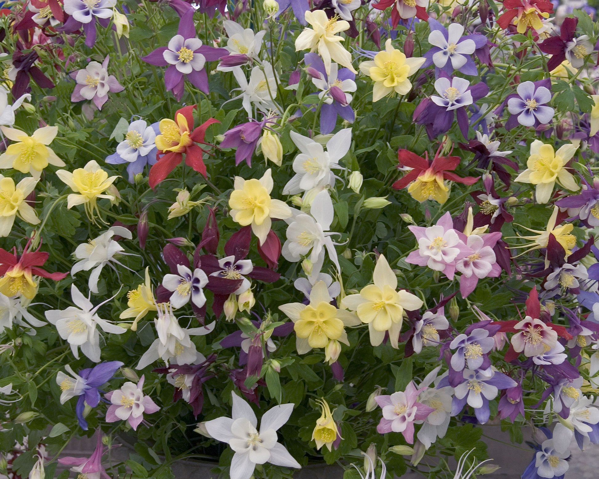 Aquilegia 'Columbine Mix' bare roots | Buy mixed 'Granny's Bonnets ...
