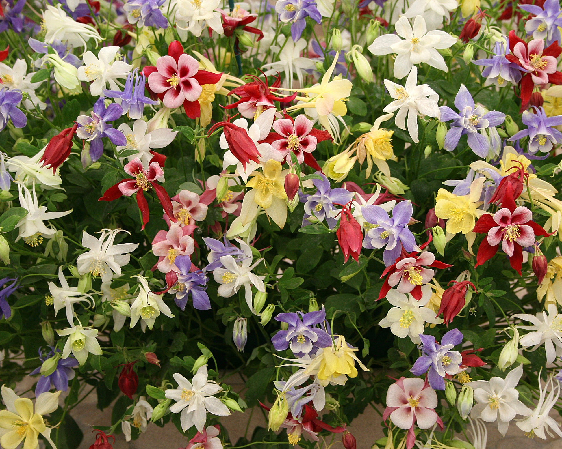 Aquilegia 'Columbine Mix' bare roots | Buy mixed 'Granny's Bonnets ...