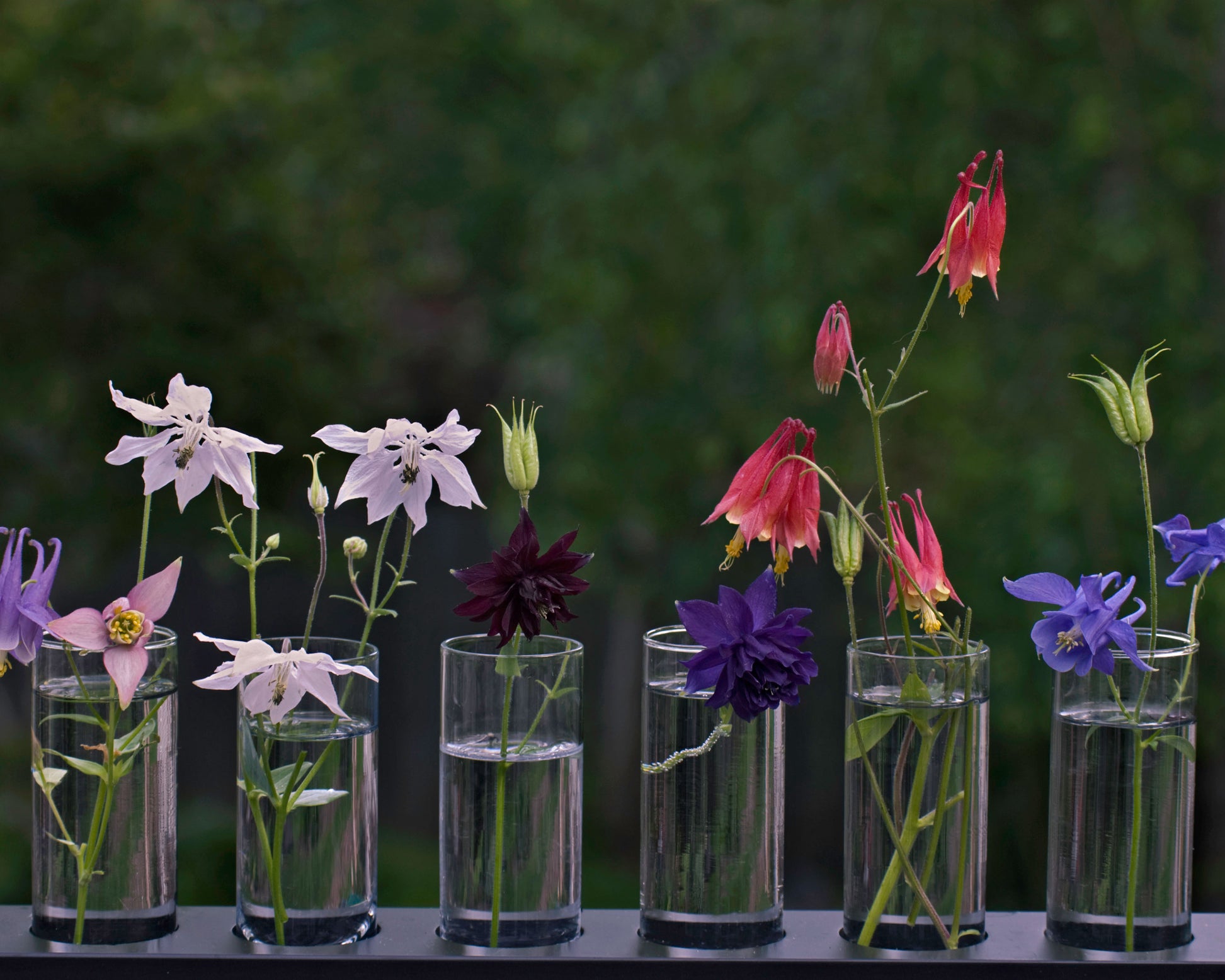 Aquilegia 'Columbine Mix' bare roots | Buy mixed 'Granny's Bonnets ...
