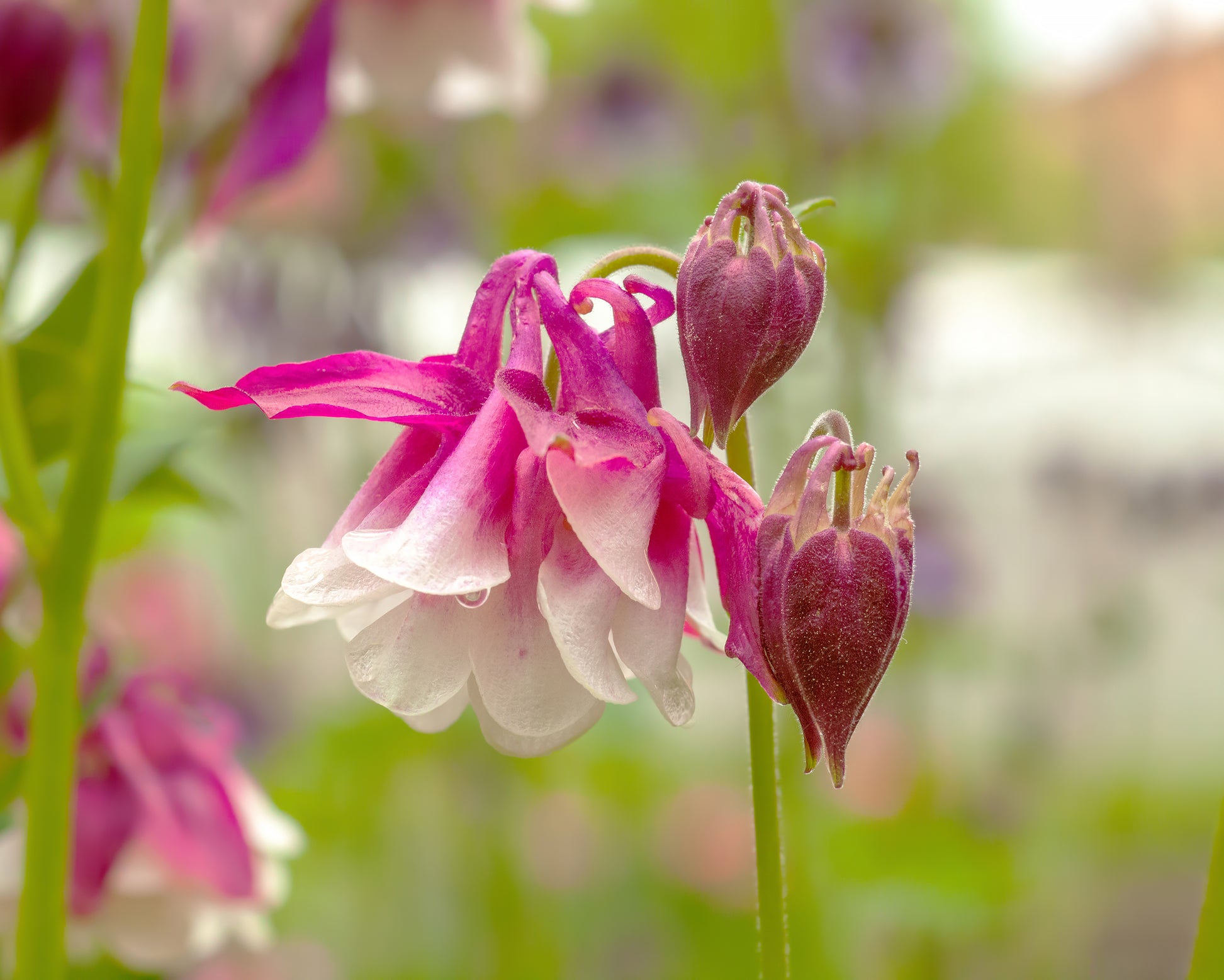 Aquilegia 'Pink Petticoat' bare roots — Buy pink-white double ...