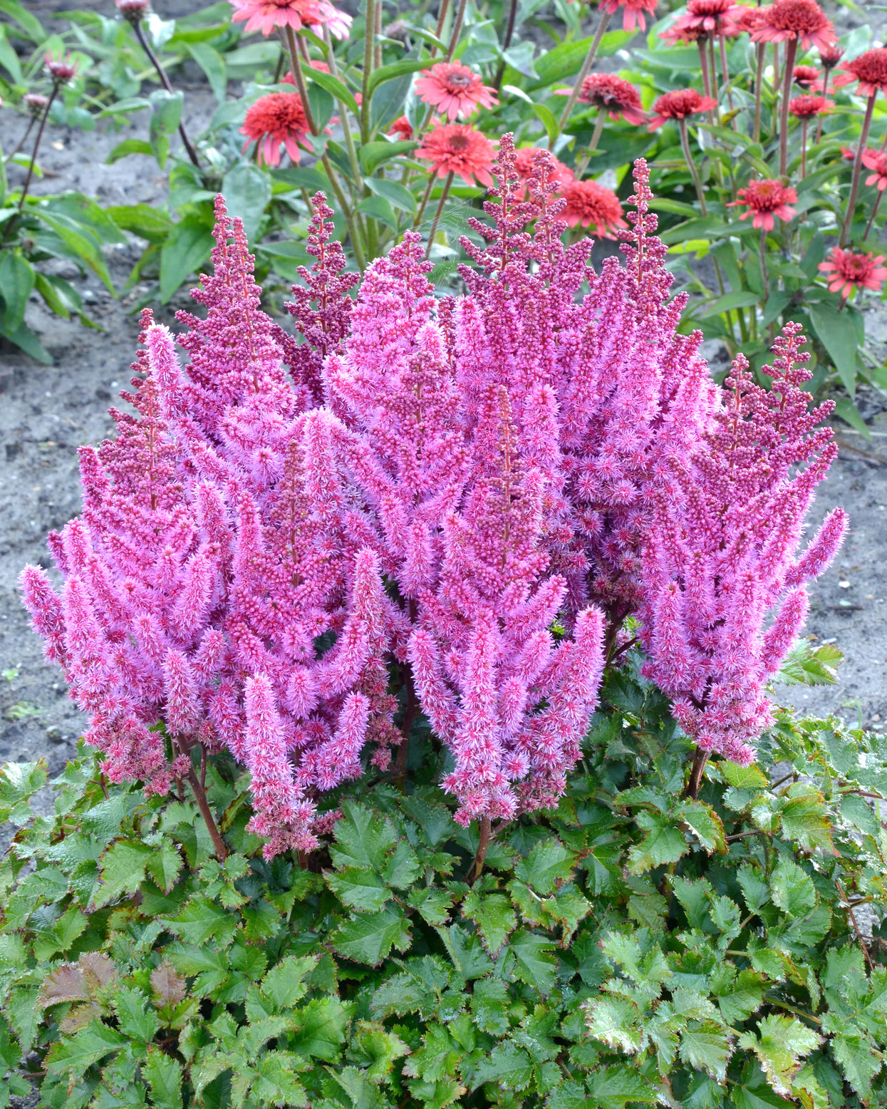 Astilbe × arendsii 'Purple Rain' bare roots — Buy purple false goat's ...