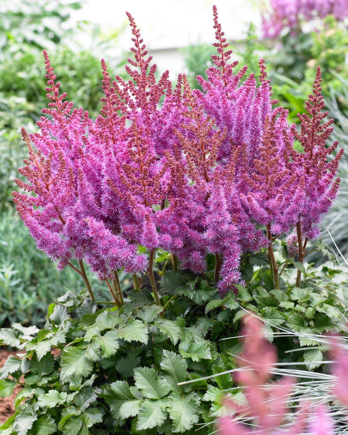 Astilbe × arendsii 'Purple Rain' bare roots — Buy purple false goat's ...