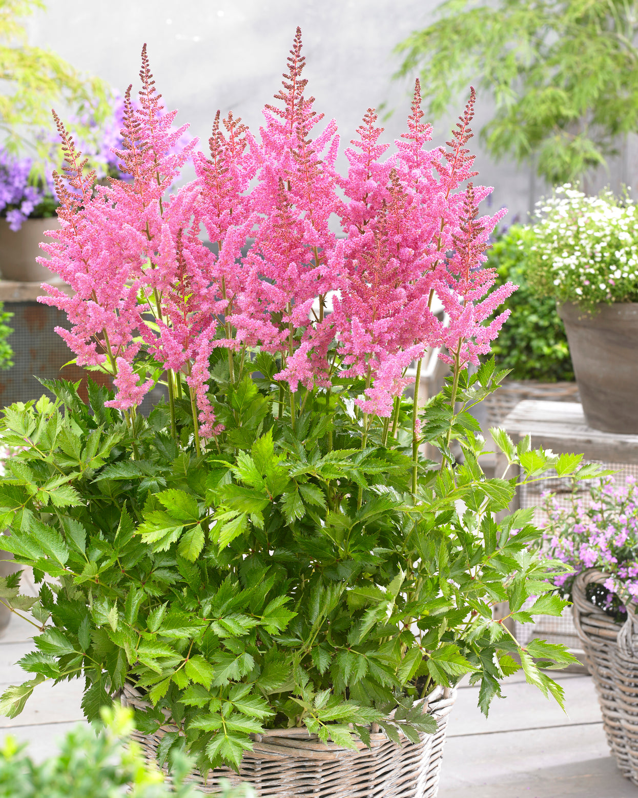 Astilbe chinensis 'Vision in Pink' bare roots — Buy soft pink Astilbe ...