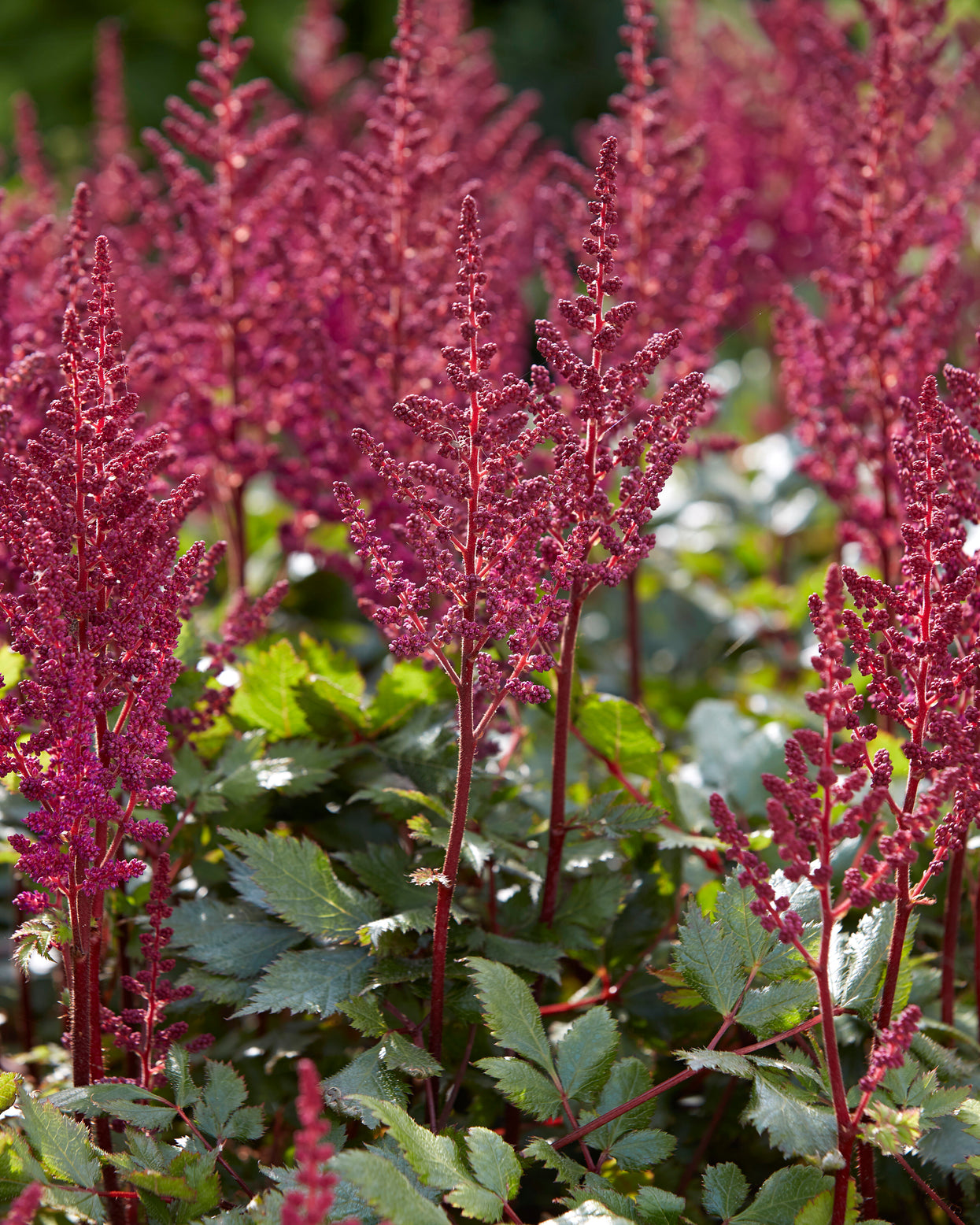 Astilbe chinensis 'Vision in Red' bare roots — Buy dark purple-red ...