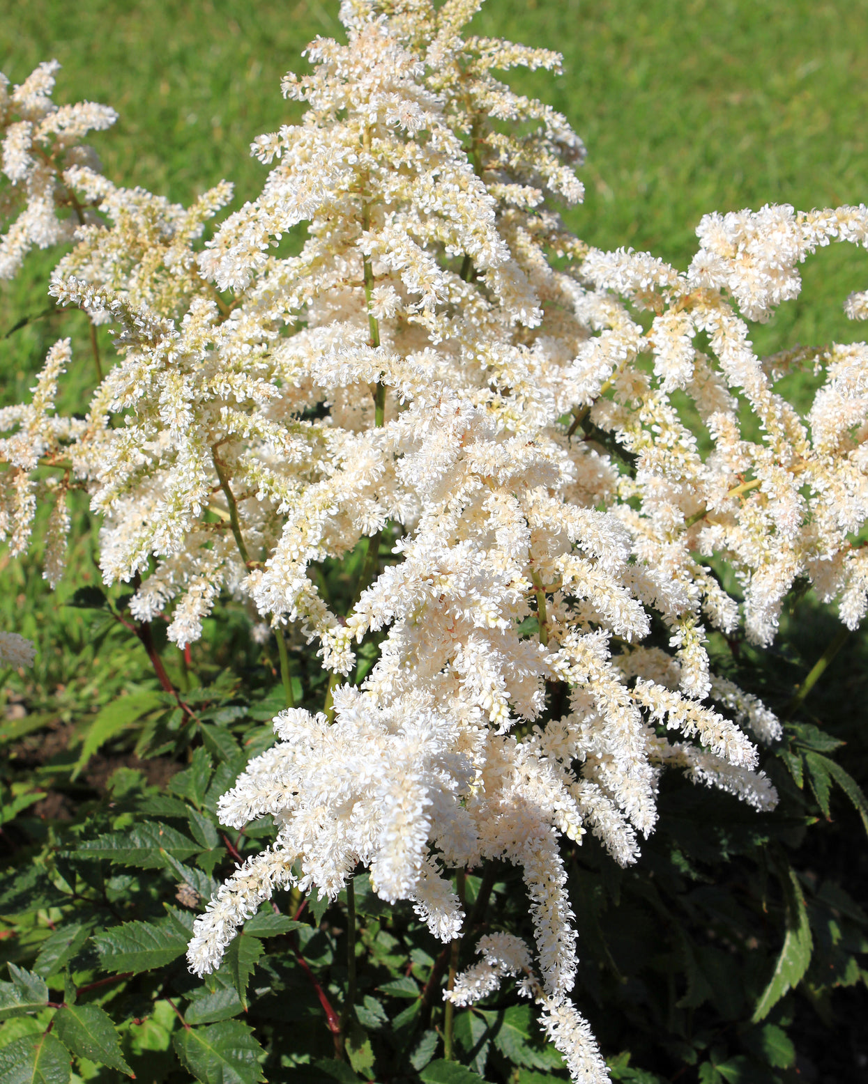 Astilbe chinensis 'Vision in White Delight' bare roots — Buy creamy ...