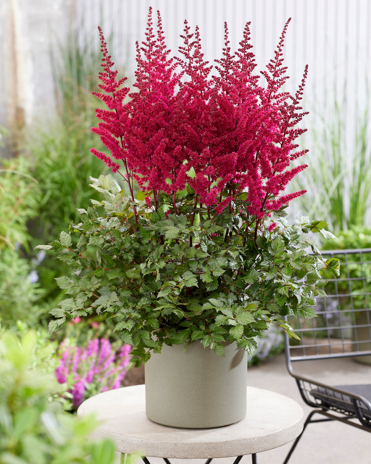 Astilbe chinensis 'Vision Volcano' bare roots | Buy dark pink Astilbe ...