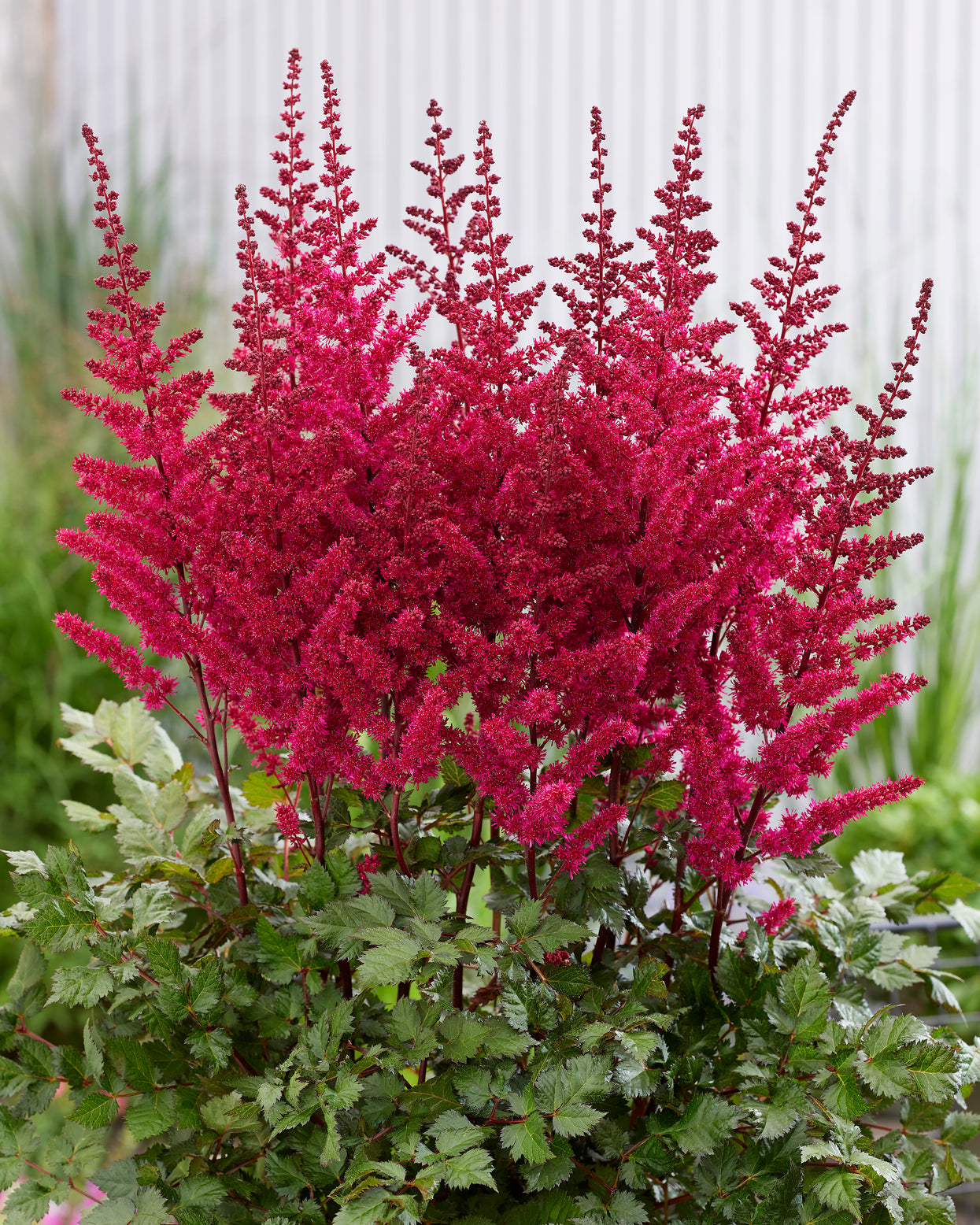 Astilbe chinensis 'Vision Volcano' bare roots — Buy dark pink Astilbe ...