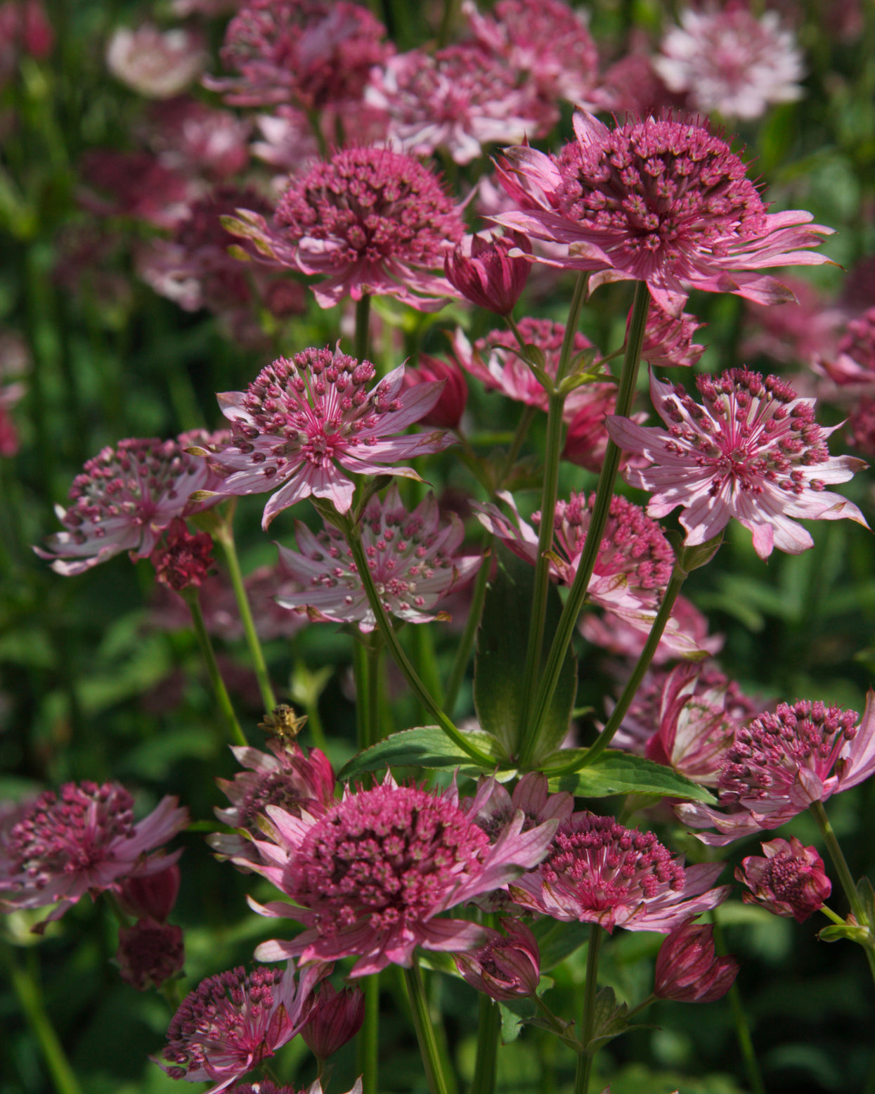 Astrantia major 'Pink Pride' bare roots | Buy pink masterwort plants ...