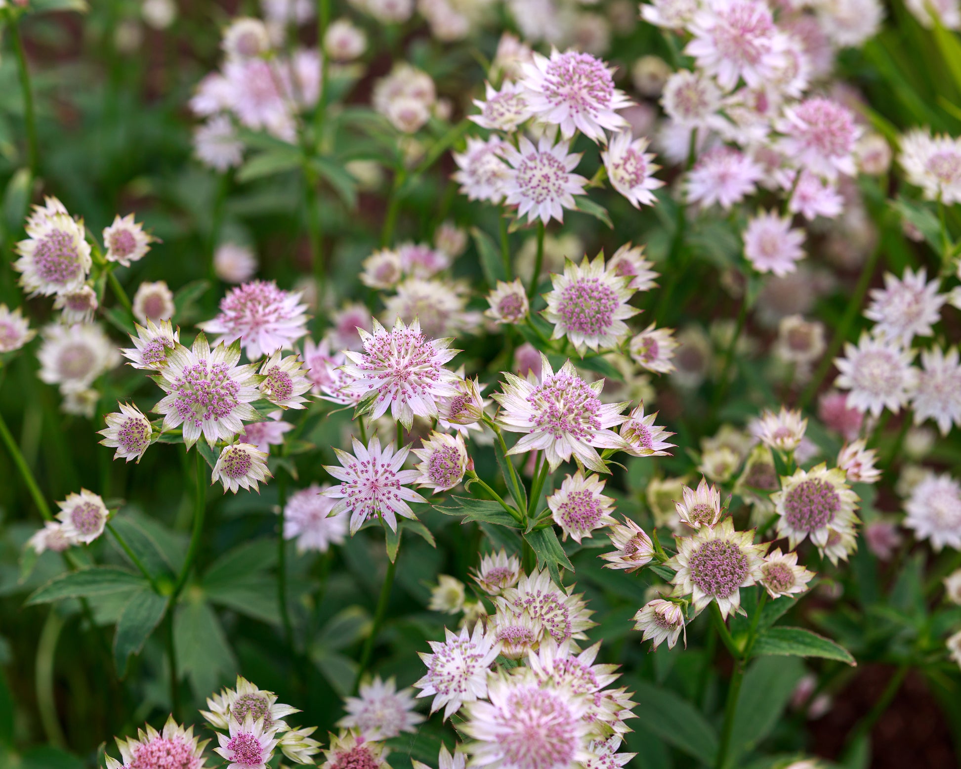 Astrantia major 'Roma' bare roots — Buy pink 'Masterwort' online at ...