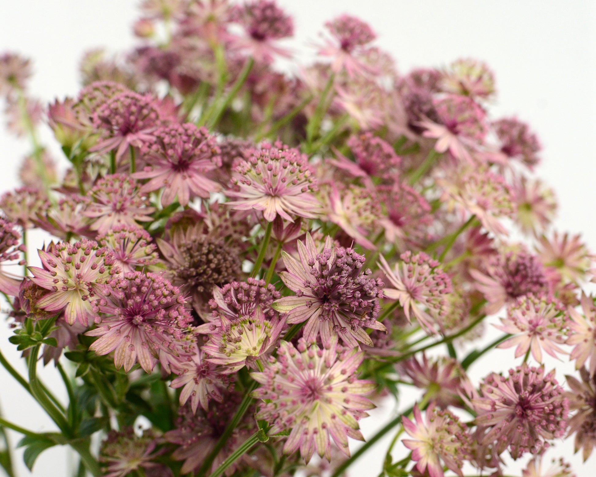 Astrantia major 'Roma' bare roots — Buy pink 'Masterwort' online at Farmer Gracy UK
