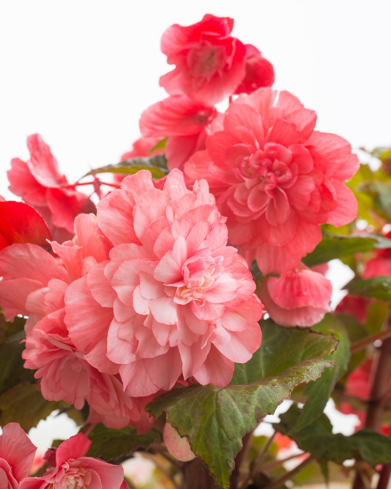 Trailing Double Pink Begonia 'Cascade Pink' Tubers — Buy online at ...